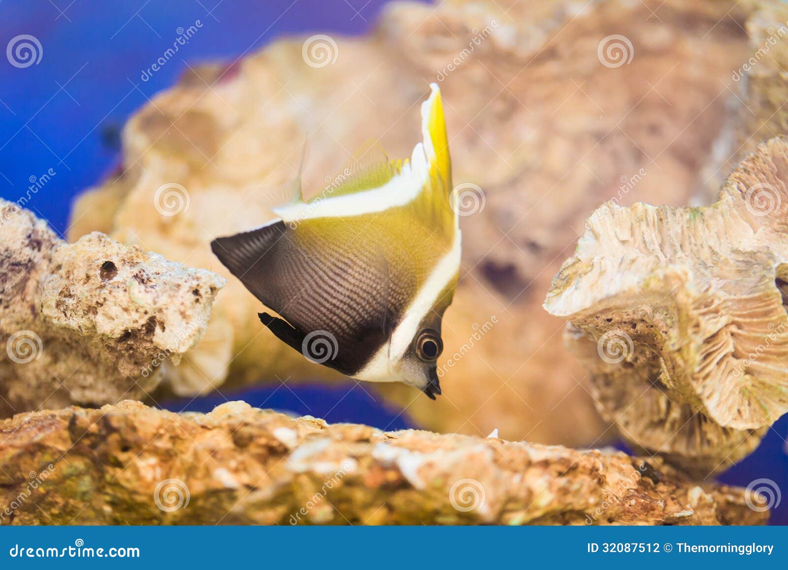 Longfin Bannerfish in the Tropical Waters Stock Photo - Image of ...