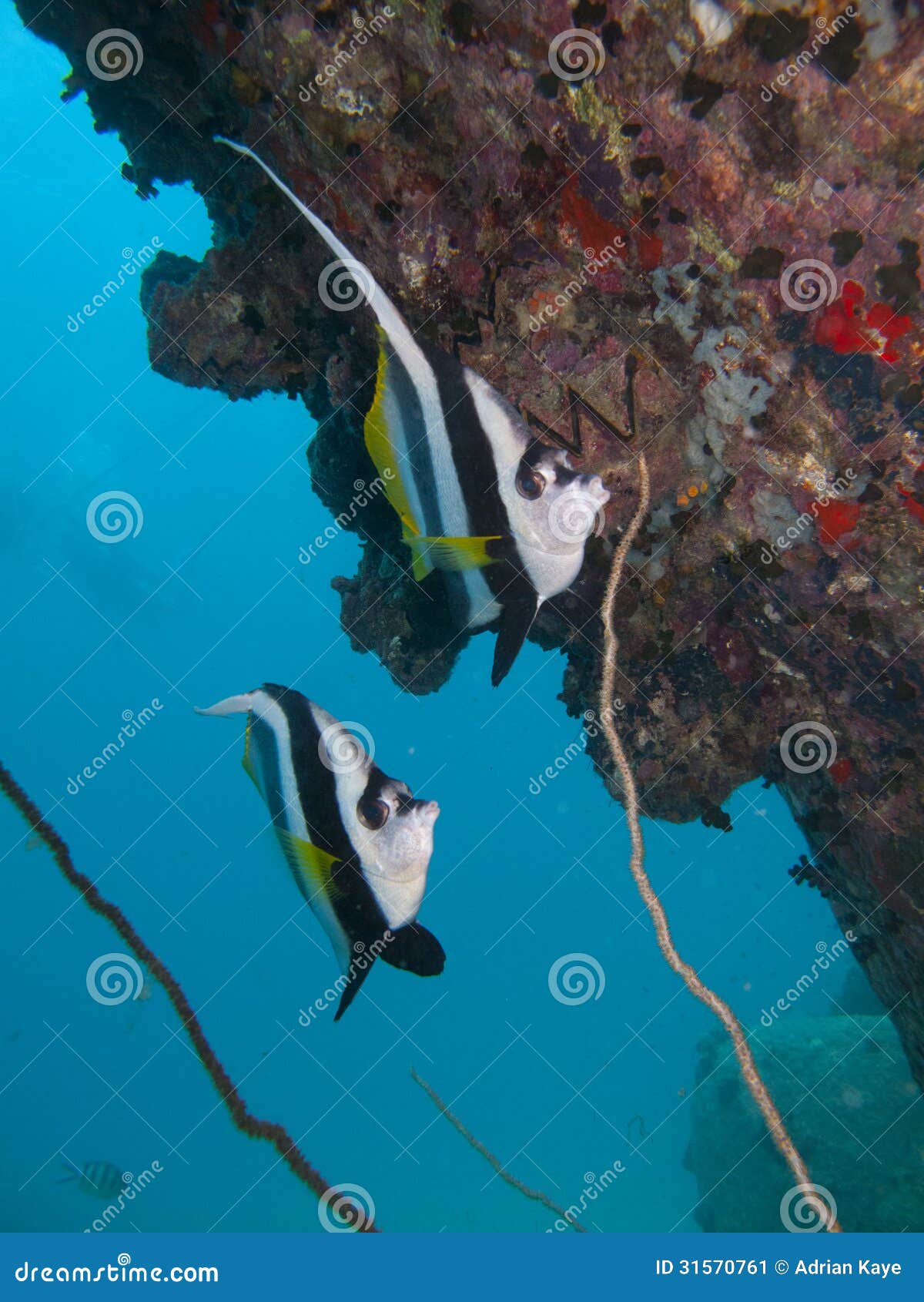 Longfin Bannerfish Under Rock Stock Image - Image of ecology, watery ...