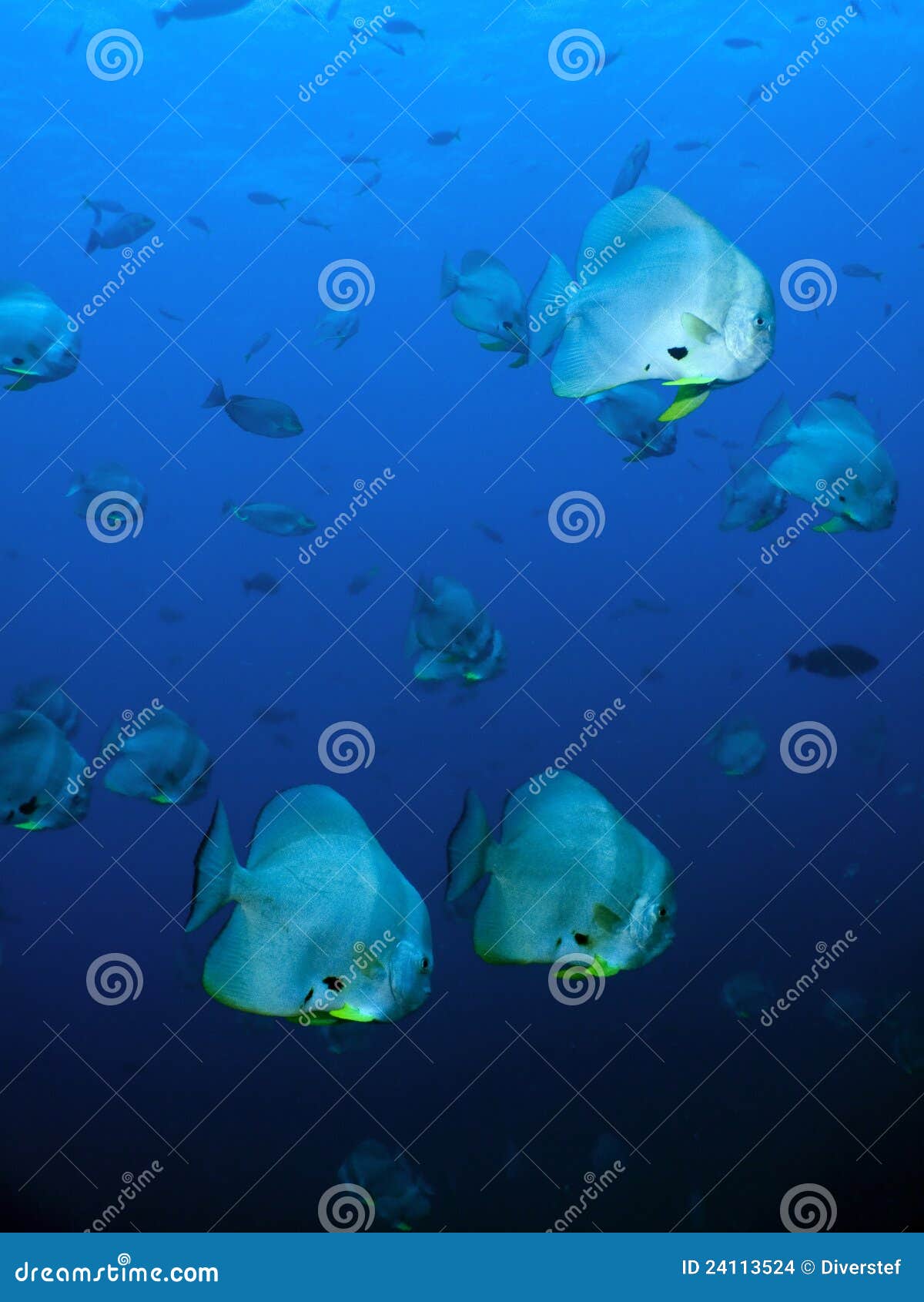 Platax Teira, Also Known As The Teira Batfish, Longfin Batfish, Longfin ...
