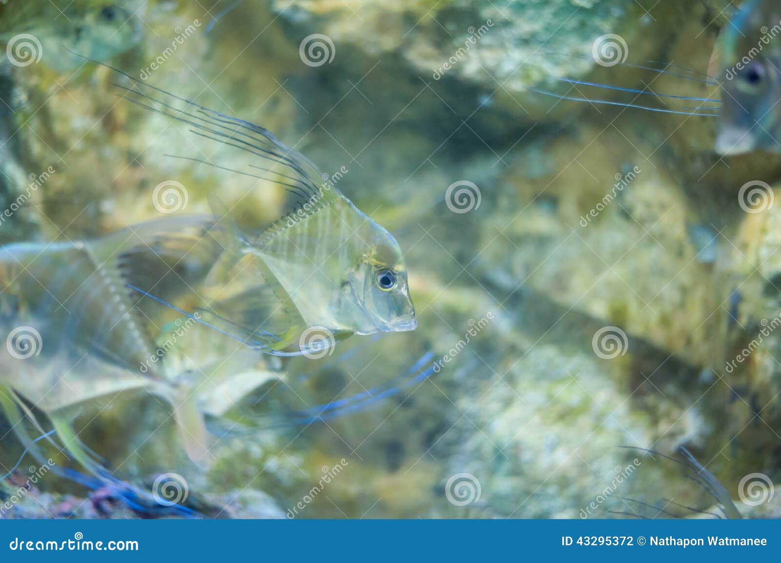 LONGFIN CAVALLA fish stock photo. Image of nature, blue - 43295372