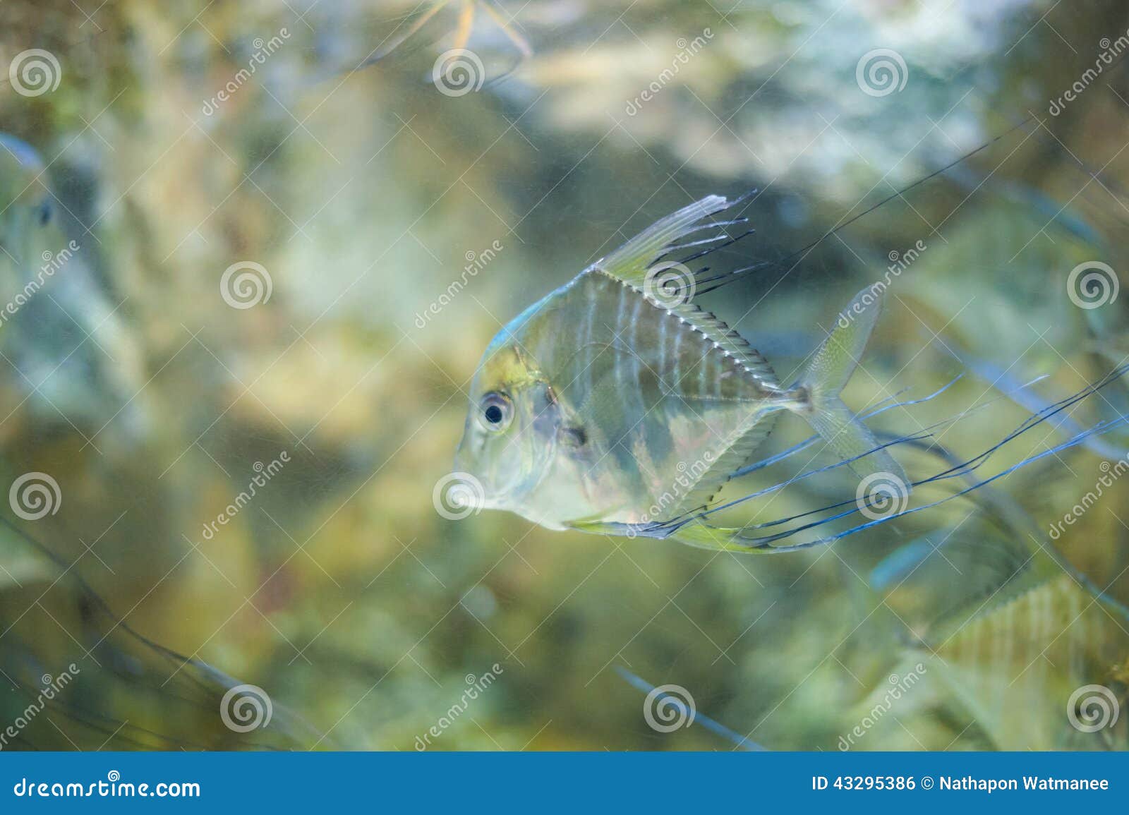LONGFIN CAVALLA fish stock photo. Image of colorful, cavalla - 43295386