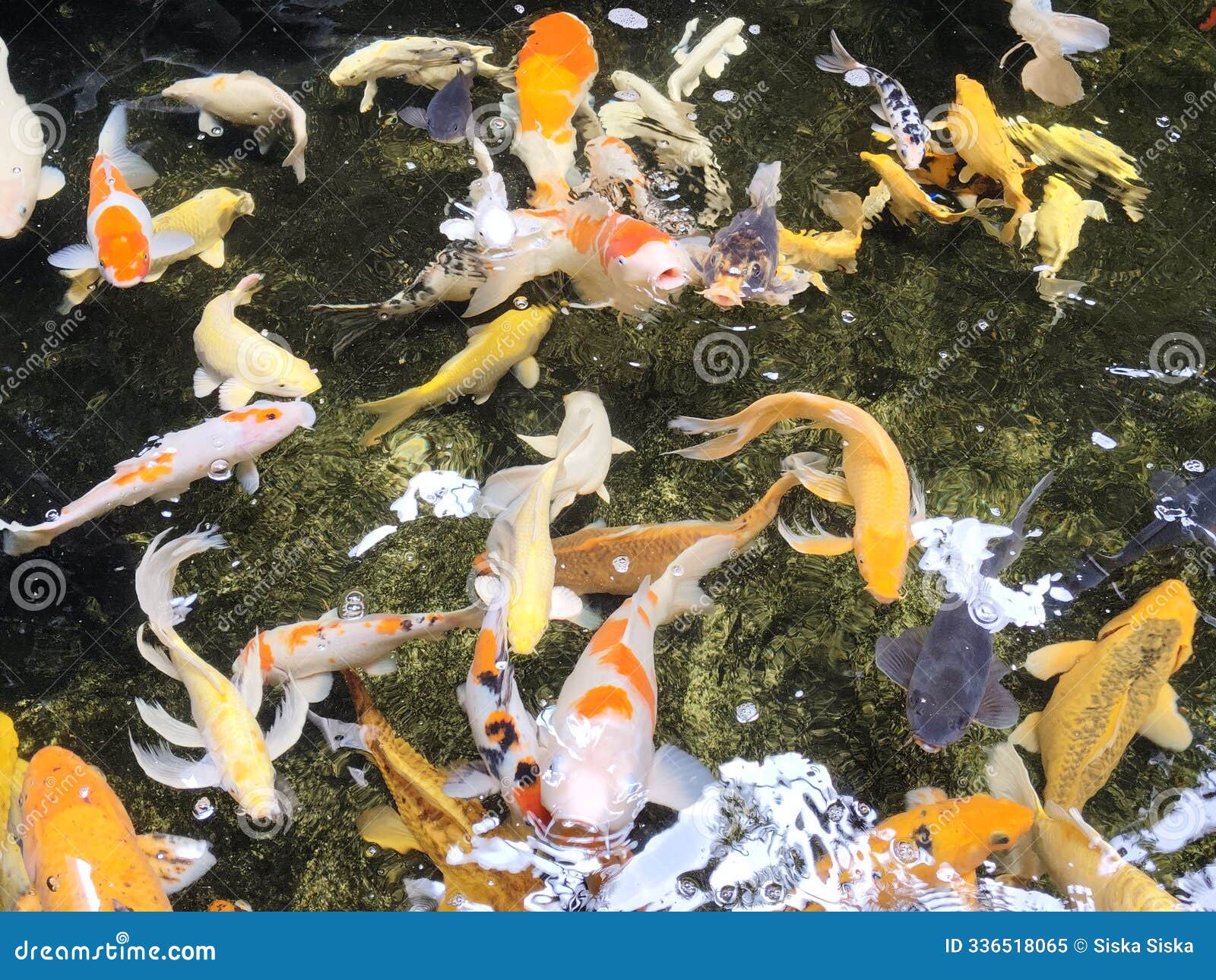 Longfin koi fish stock image. Image of good, symbol - 336518065