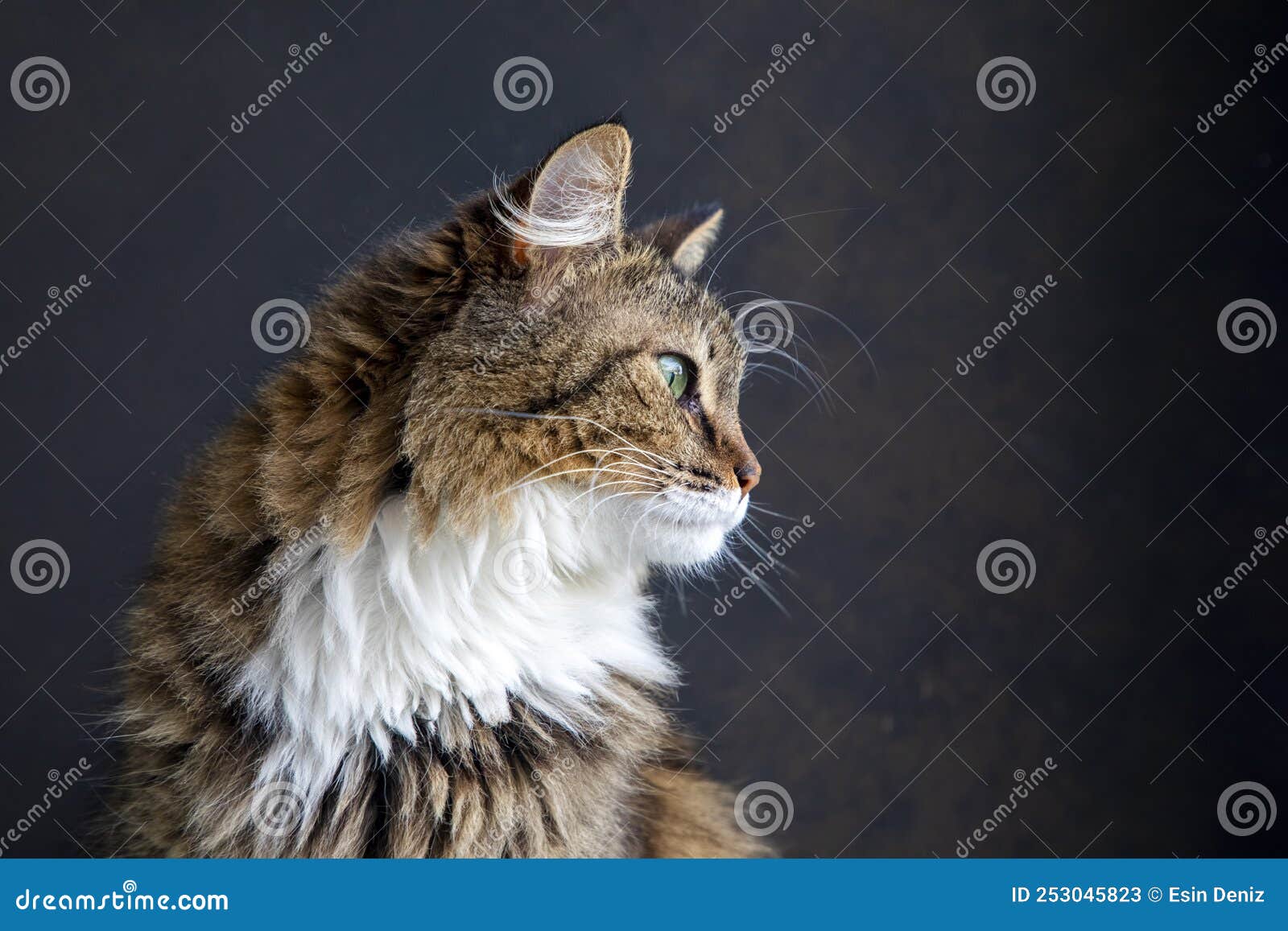 Longhaired Tabby Cat Side View on Black Backdrop Stock Image - Image of ...