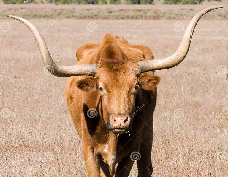 Longhorn 1 stock photo. Image of field, cattle, wary, nature - 1283794