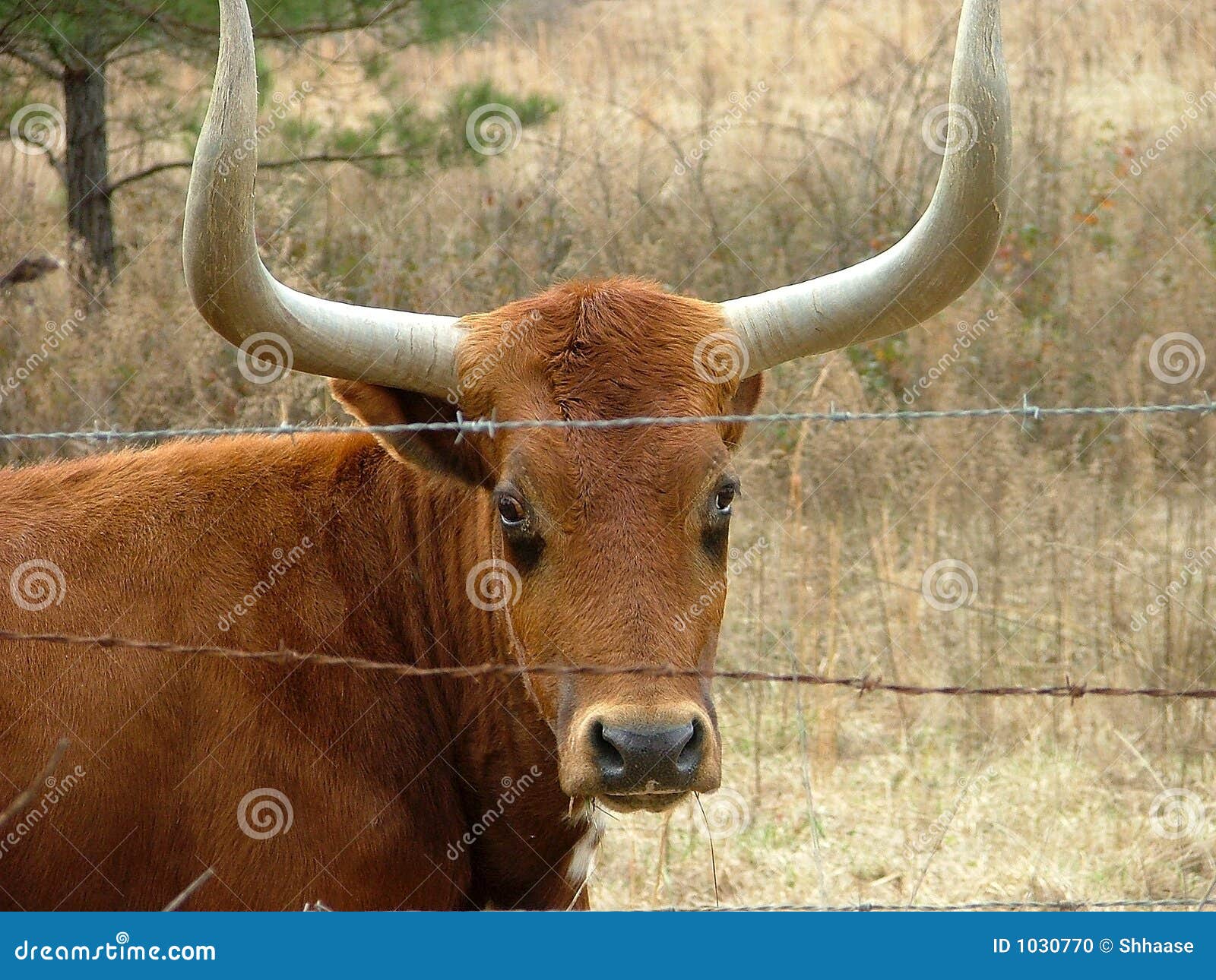 Longhorn Picture. Image: 1030770