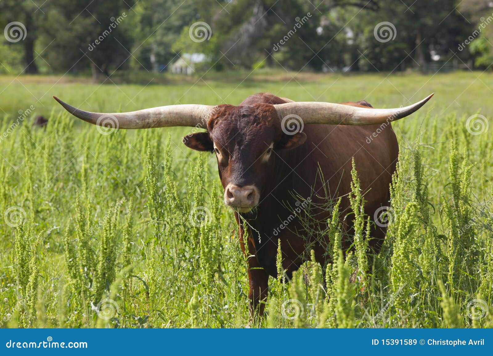Longhorn stock image. Image of texas, beef, animals, herd - 15391589