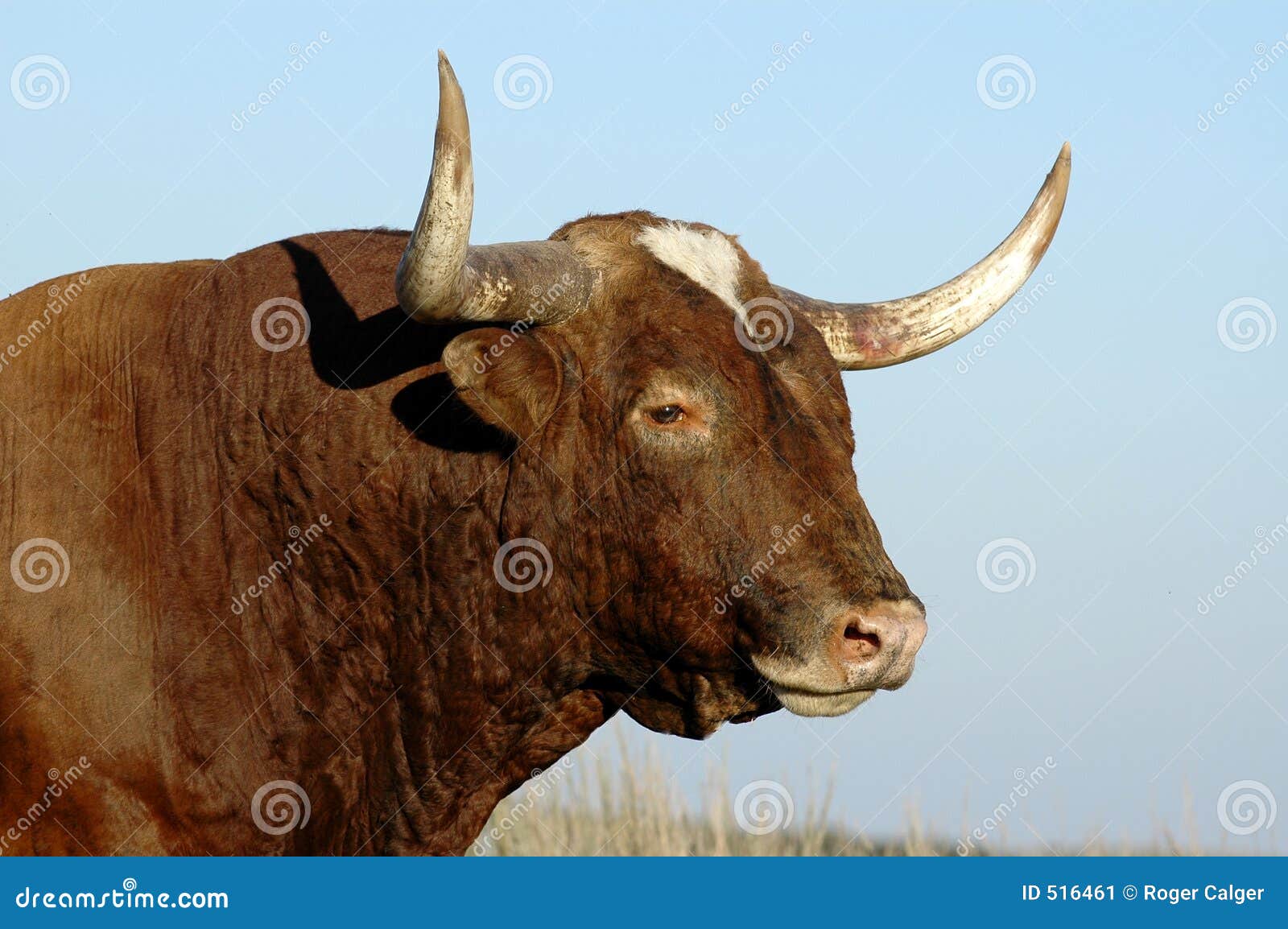 Longhorn stock image. Image of western, cattle, country - 516461