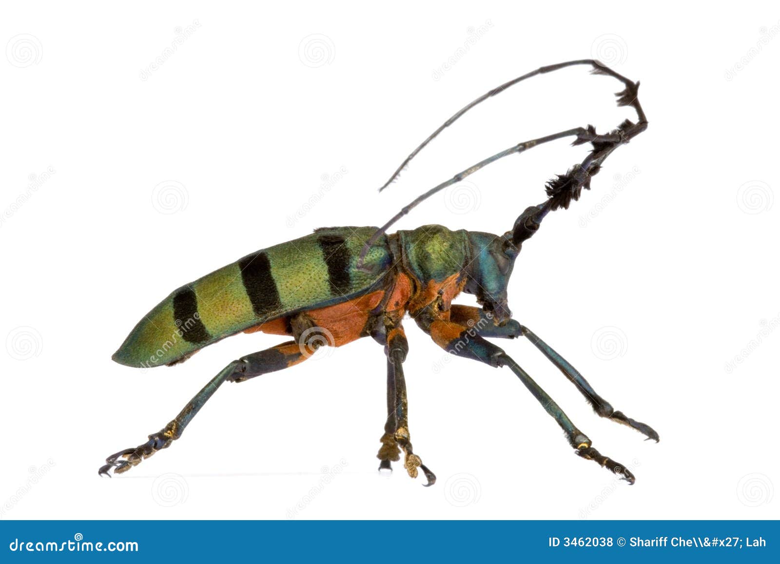 Longhorn Beetle stock photo. Image of tropics, flying - 3462038