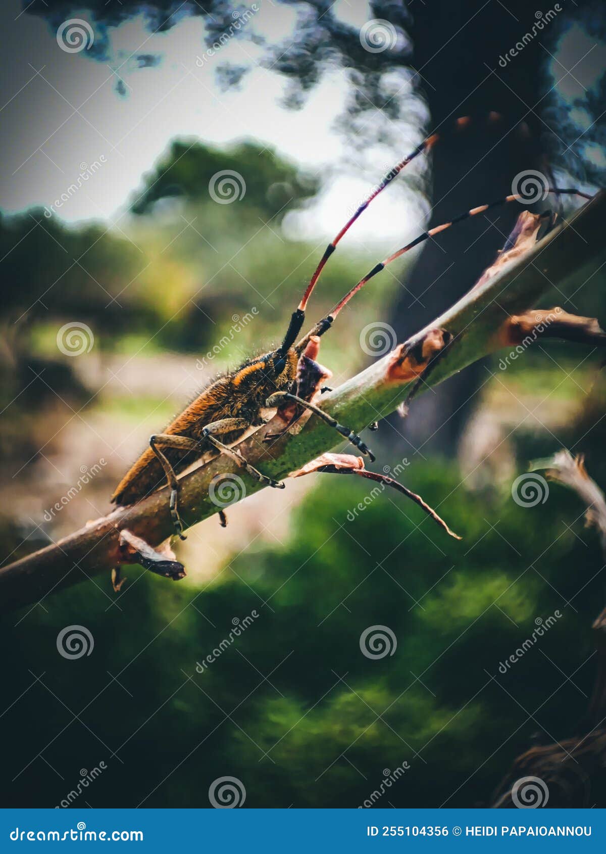 Longhorn beetle on branch stock photo. Image of bugs - 255104356