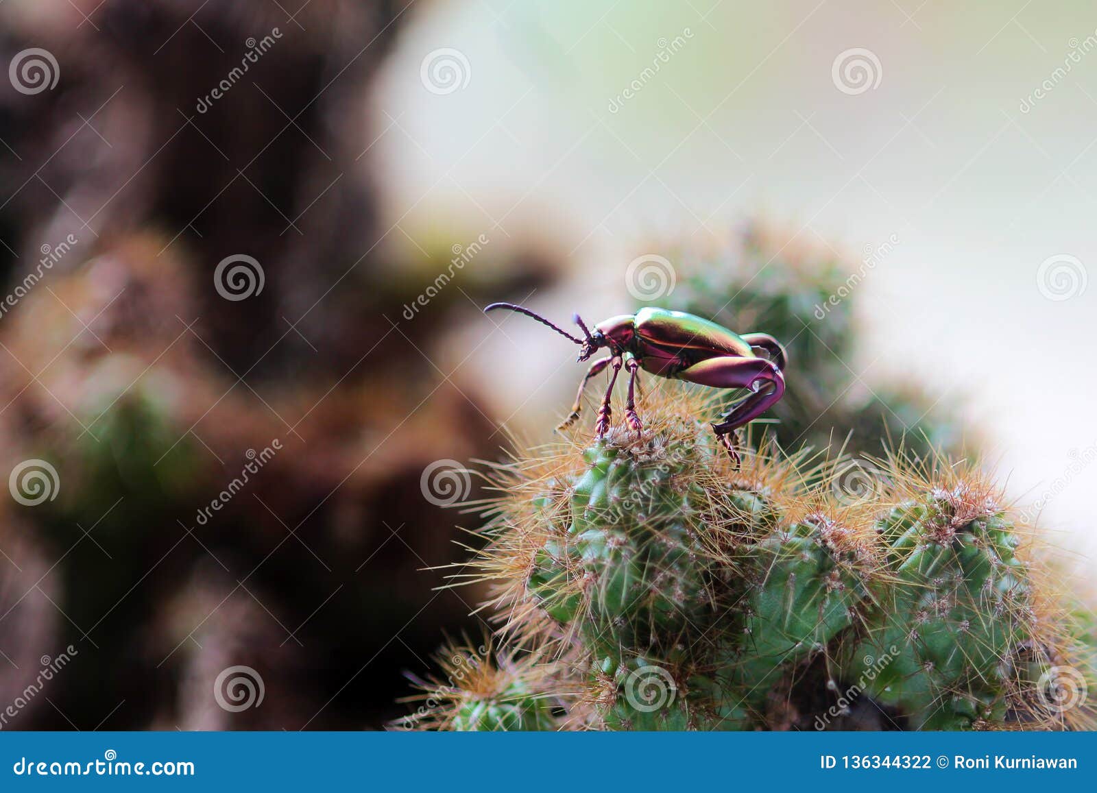Longhorn Beetle in the Cactus Tree Stock Photo - Image of frog, iguanas ...