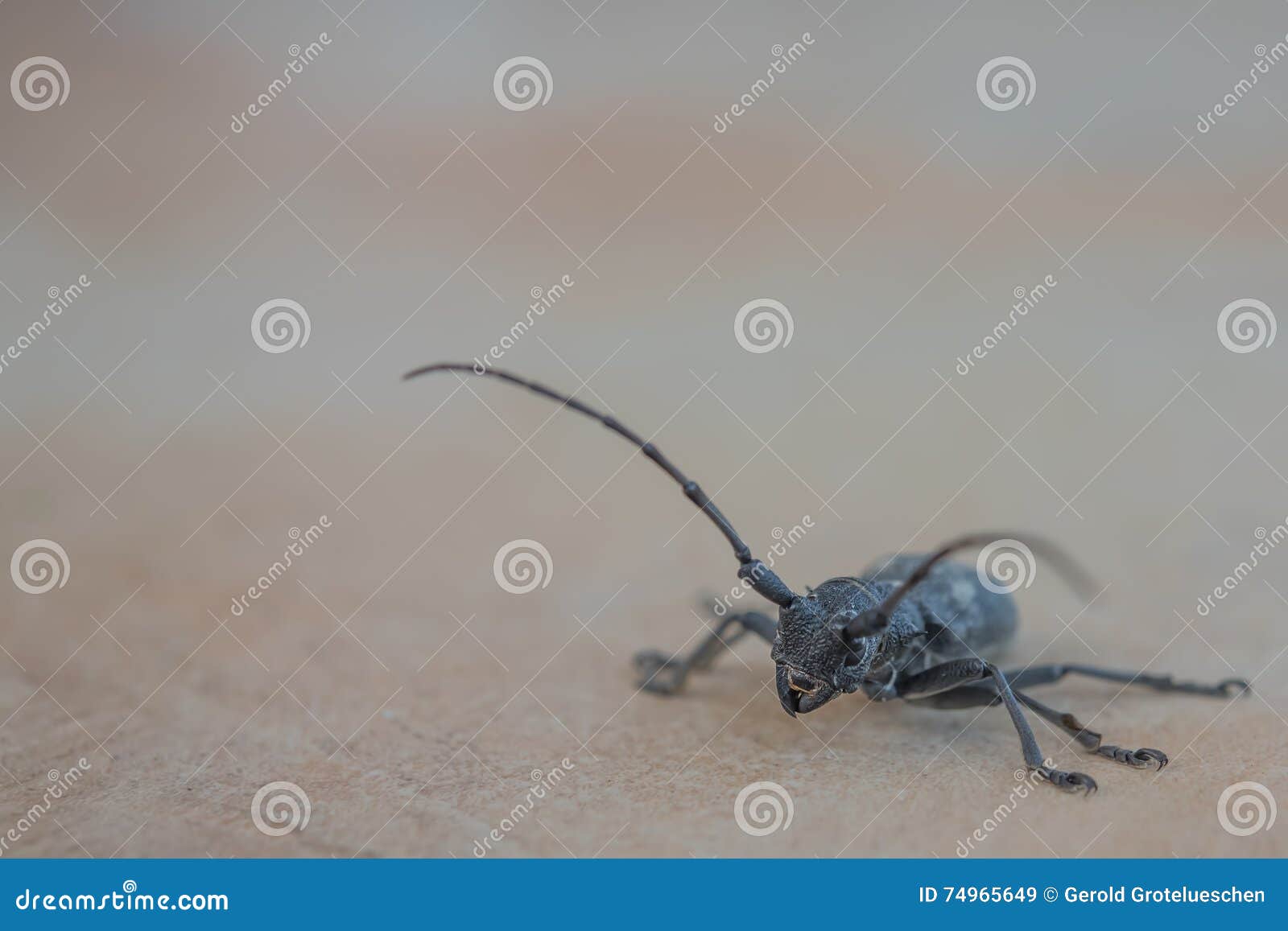 The Longhorn Beetle, Cerambycidae, Macro Stock Image - Image of garden ...