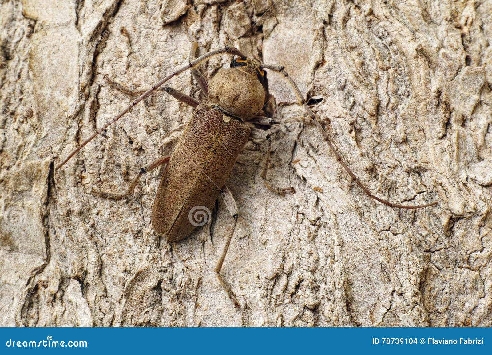 Longhorn beetle stock photo. Image of nature, borers - 78739104