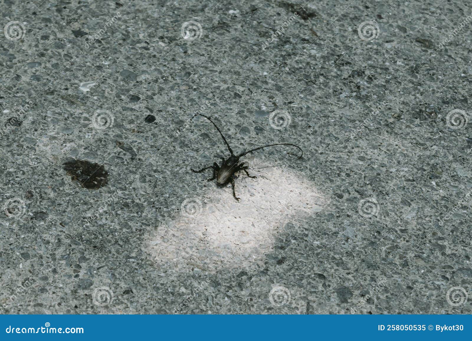 Longhorn Beetle on the Ground. Stock Image - Image of insects, macro ...