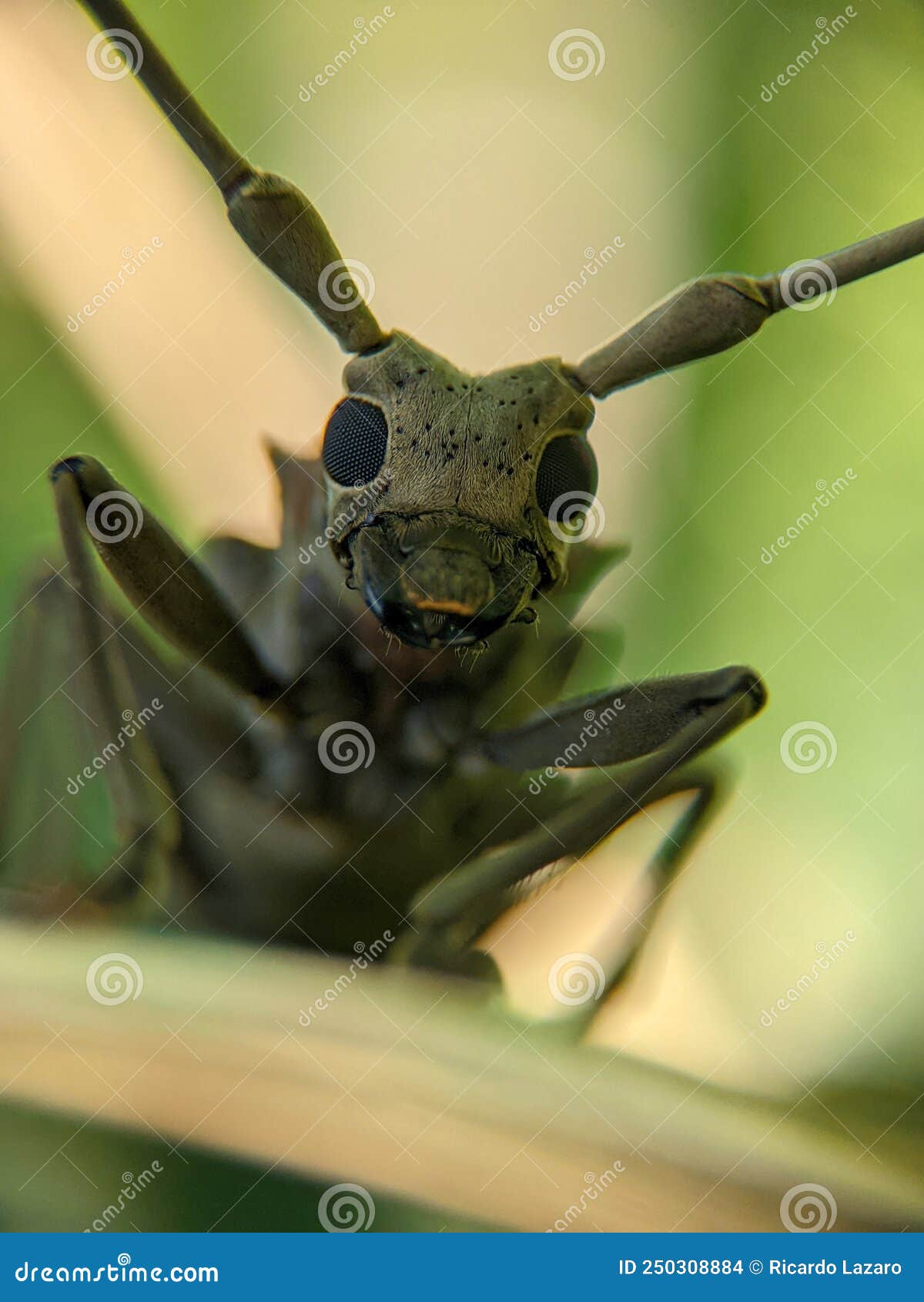 Longhorn Beetle head stock photo. Image of longhorn - 250308884
