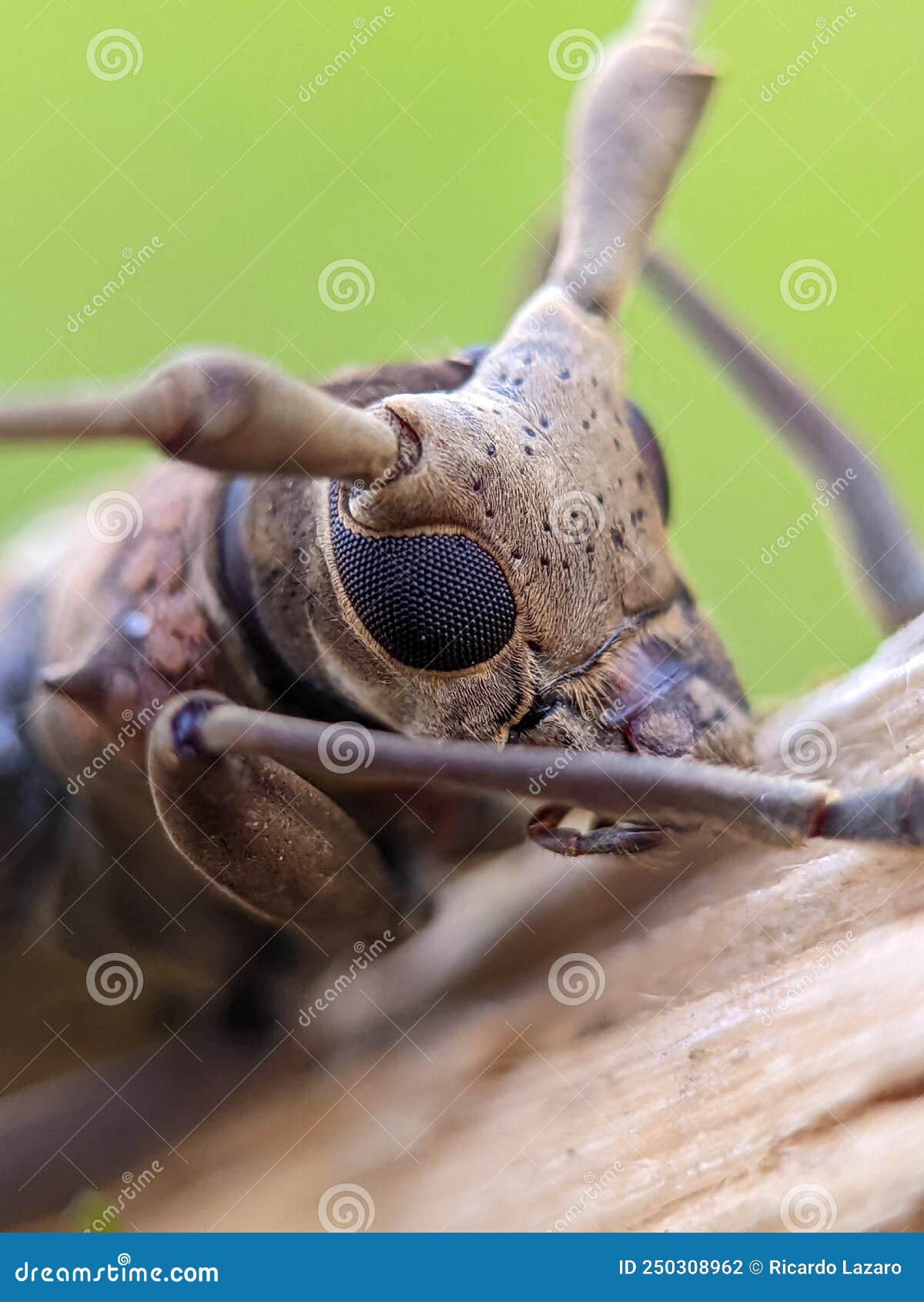 Longhorn Beetle head stock photo. Image of macro, beetle - 250308962