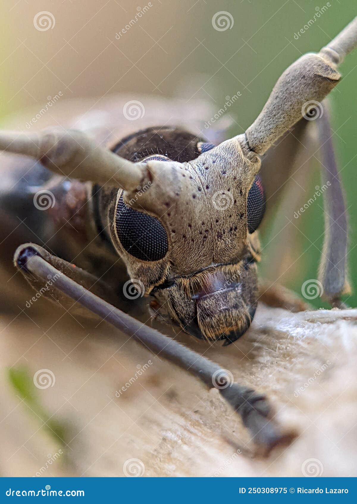 Longhorn Beetle head stock image. Image of close, insects - 250308975