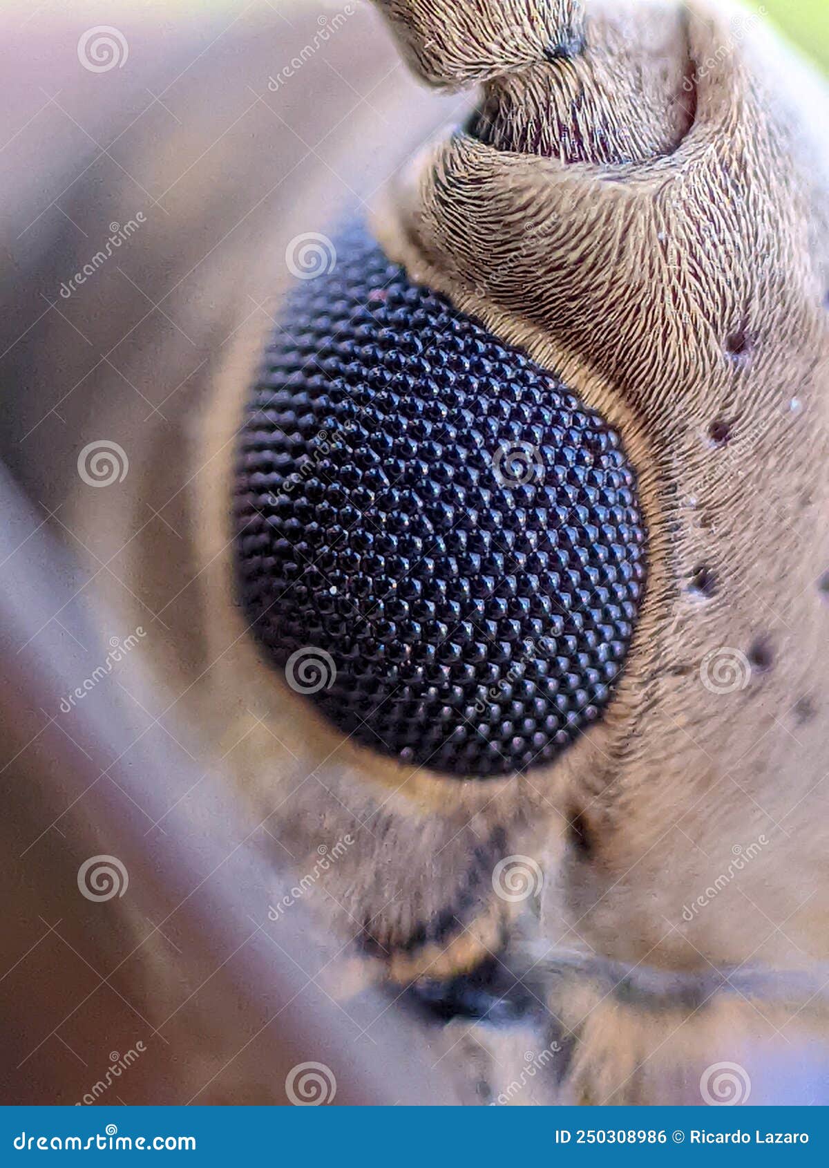 Longhorn Beetle head stock photo. Image of macro, close - 250308986