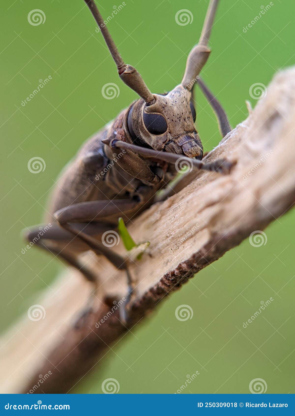 Longhorn Beetle head stock photo. Image of beetle, head - 250309018