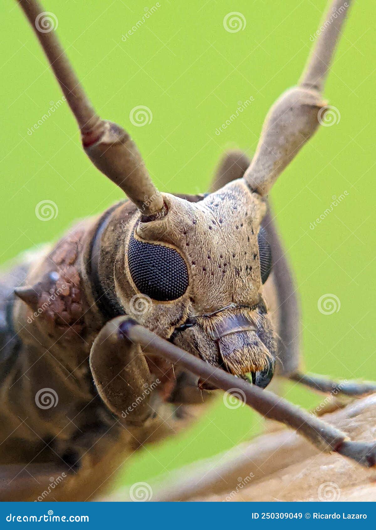 Longhorn Beetle head stock image. Image of beetle, head - 250309049