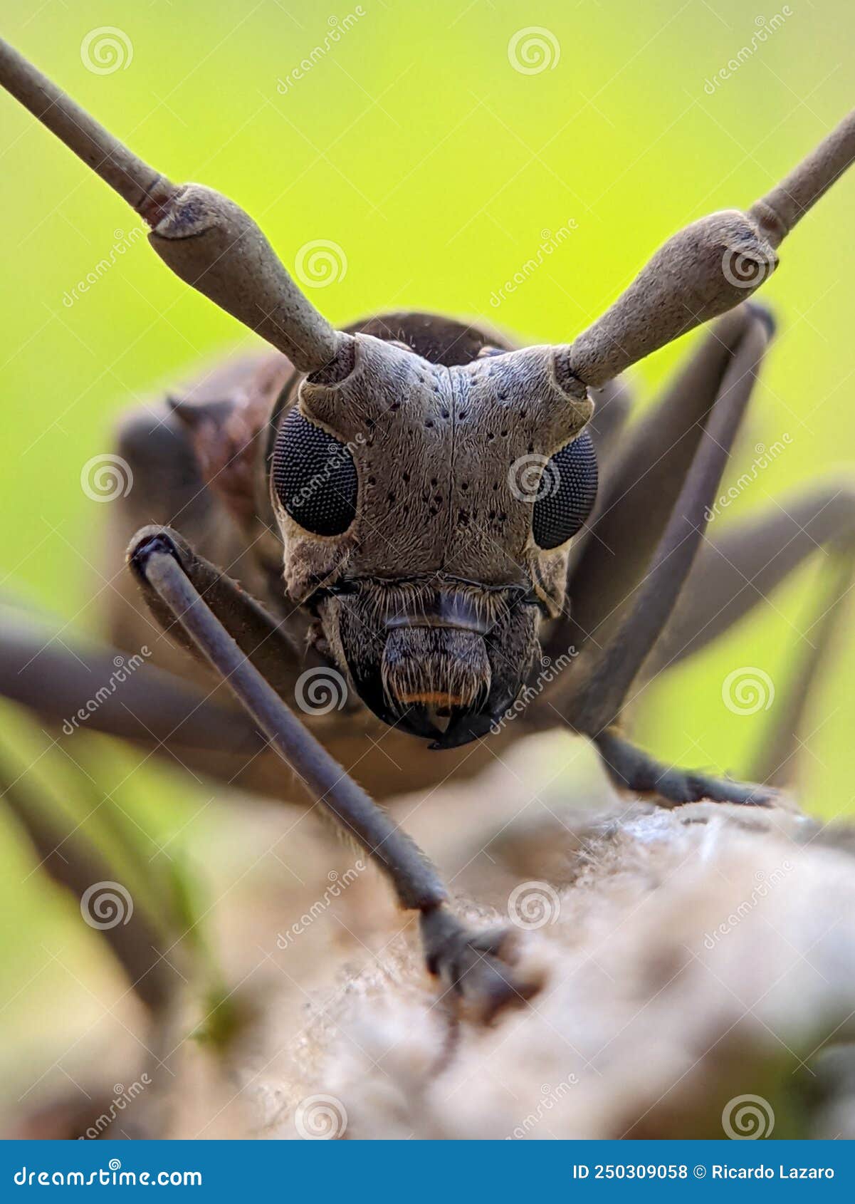 Longhorn Beetle head stock photo. Image of beetle, head - 250309058