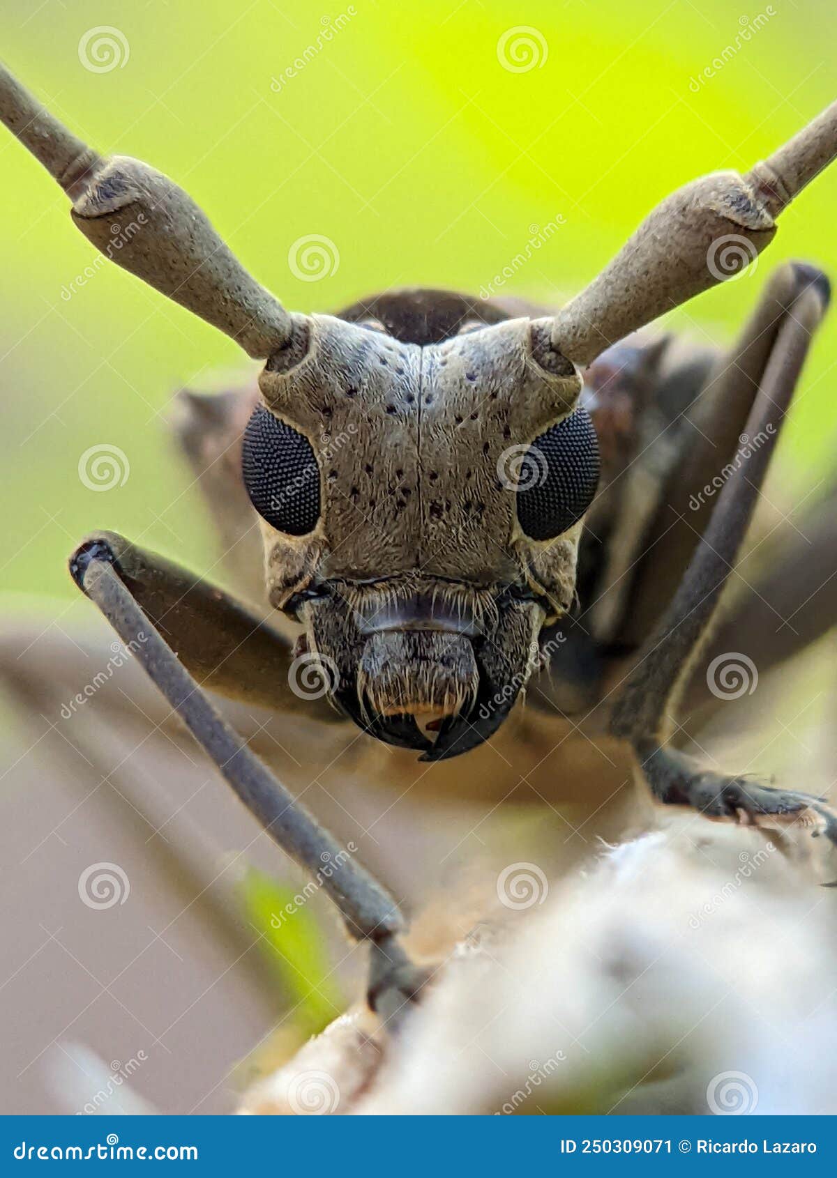 Longhorn Beetle head stock image. Image of head, insects - 250309071