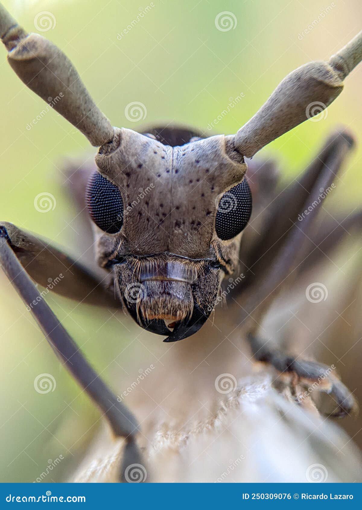 Longhorn Beetle head stock photo. Image of macro, close - 250309076