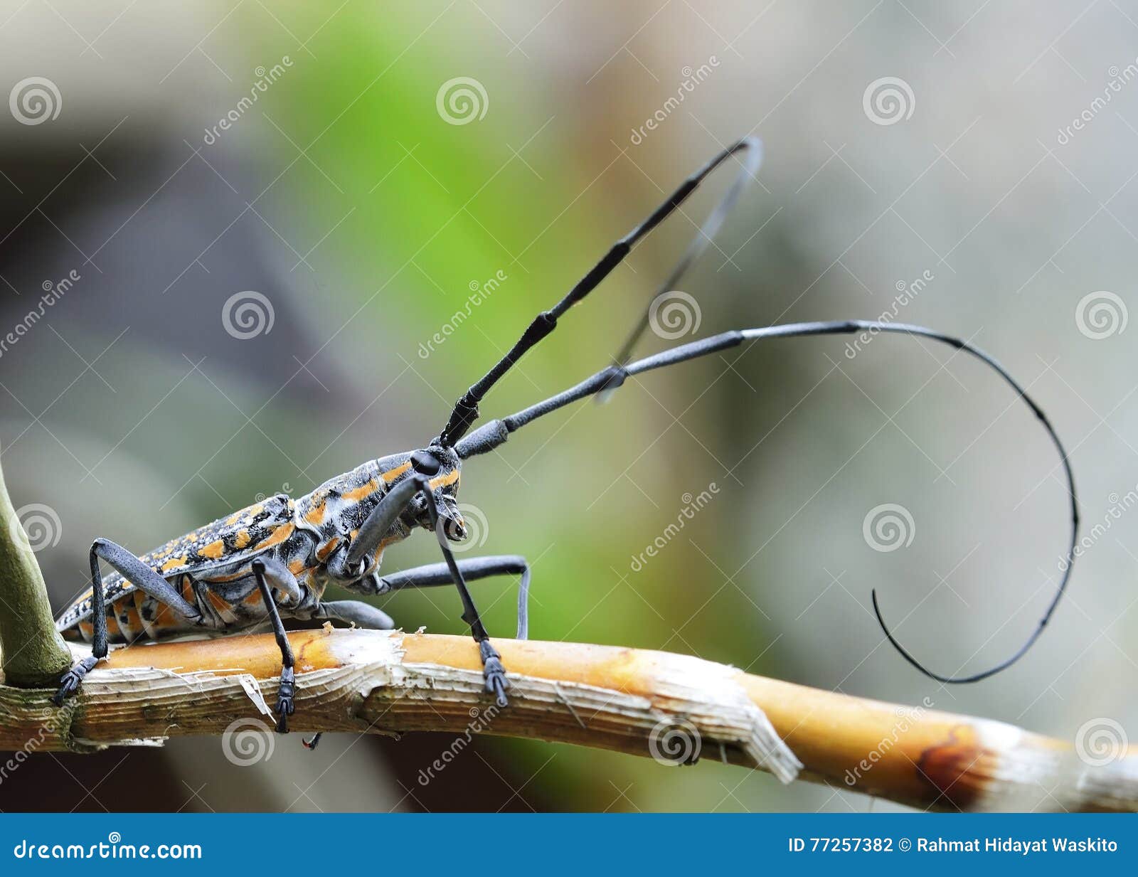 Longhorn beetle stock photo. Image of insect, long, wing - 77257382