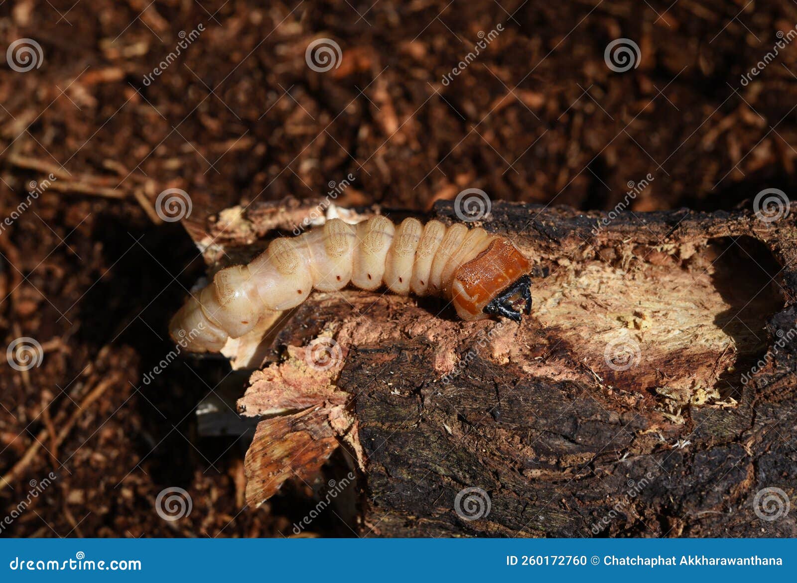 Long Horned Beetle Larvae