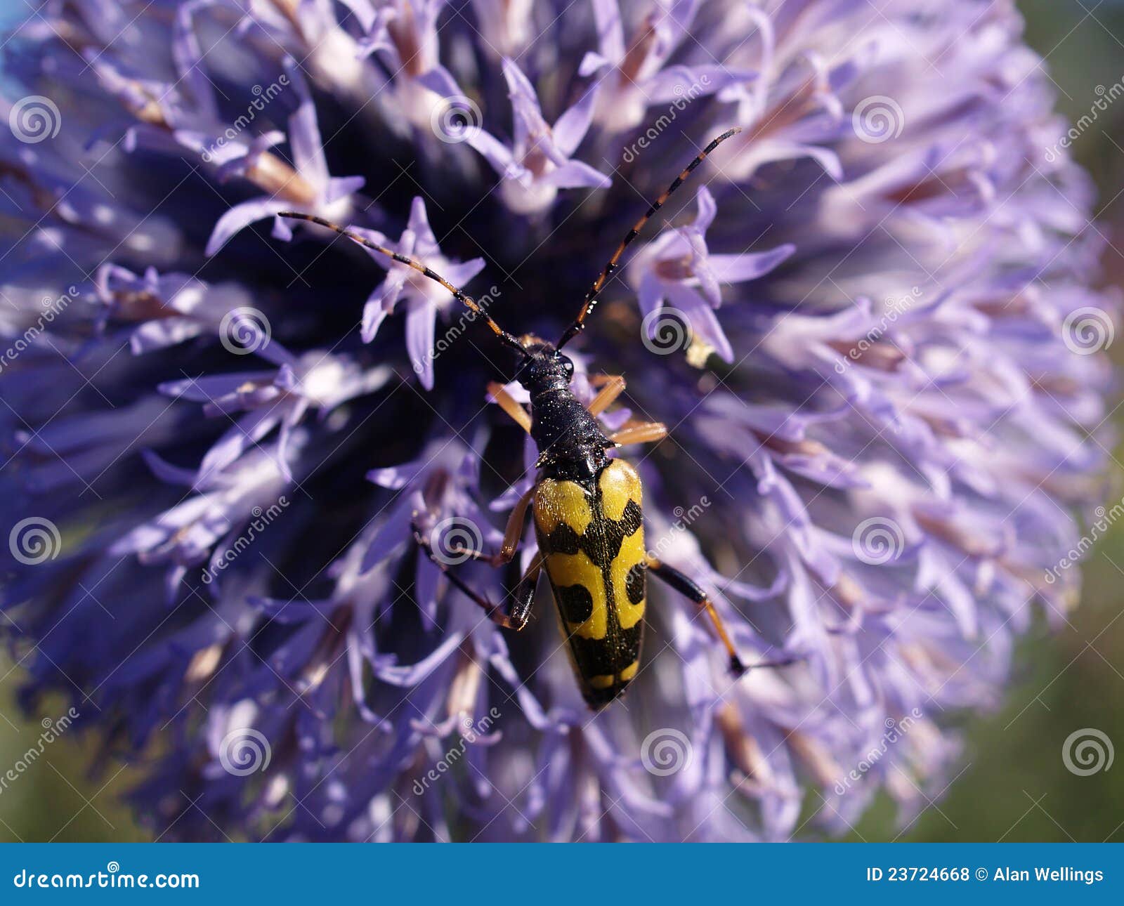Longhorn Beetle Pollinating Stock Photo - Image of garden, stamen: 23724668