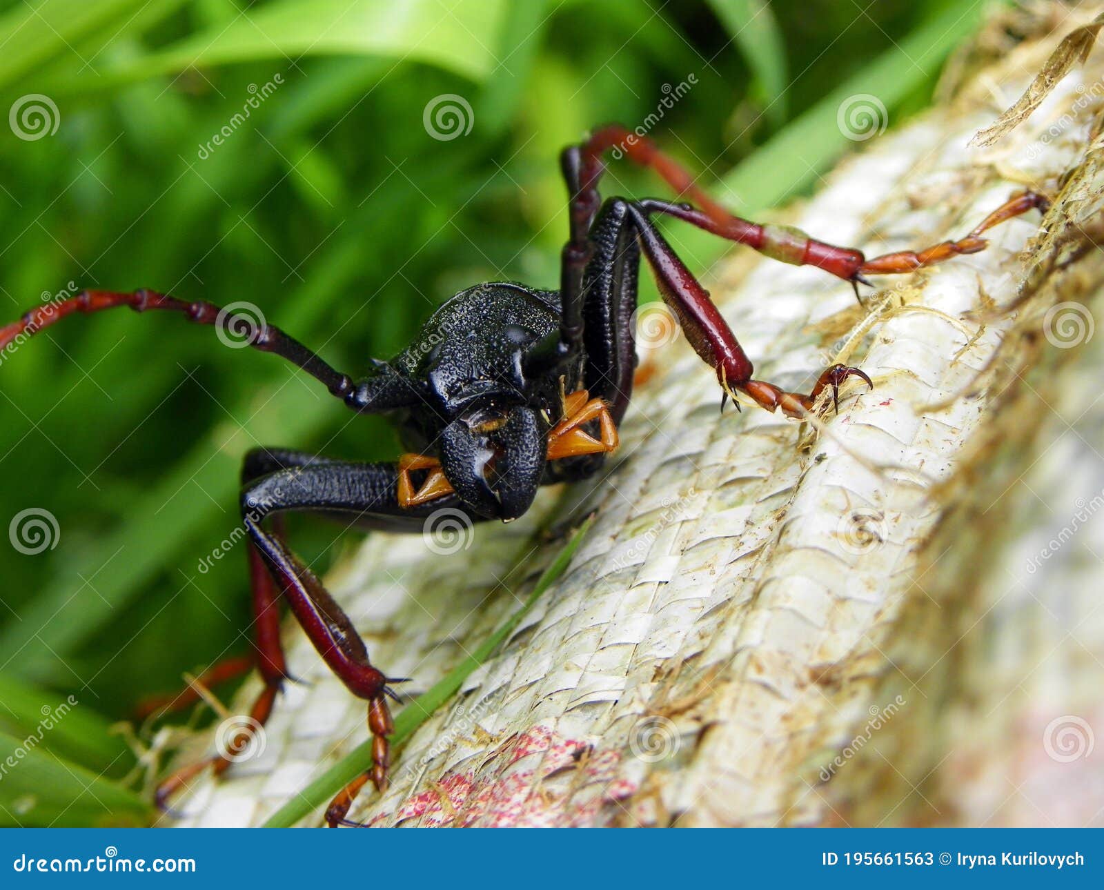 Longhorn Beetle on Straw Rag. Found in Ecuador Stock Image - Image of ...