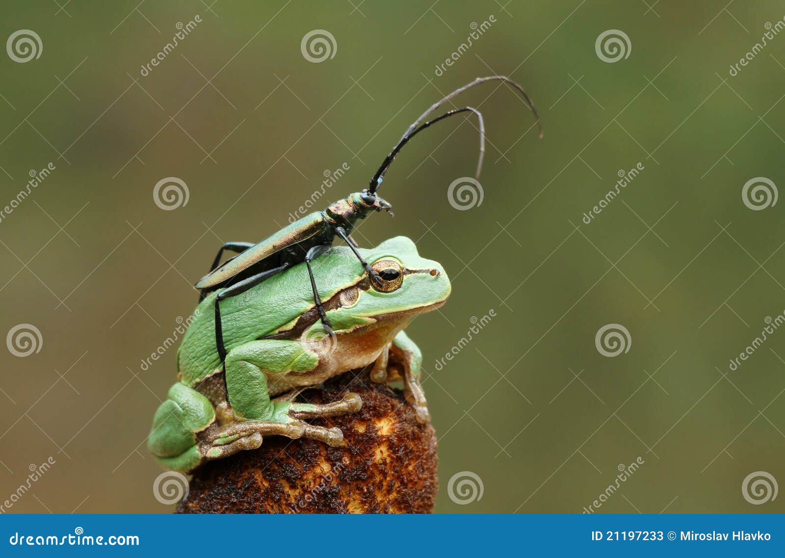 Longhorn Beetle on Tree Frog Stock Image - Image of longhorn, wildlife ...