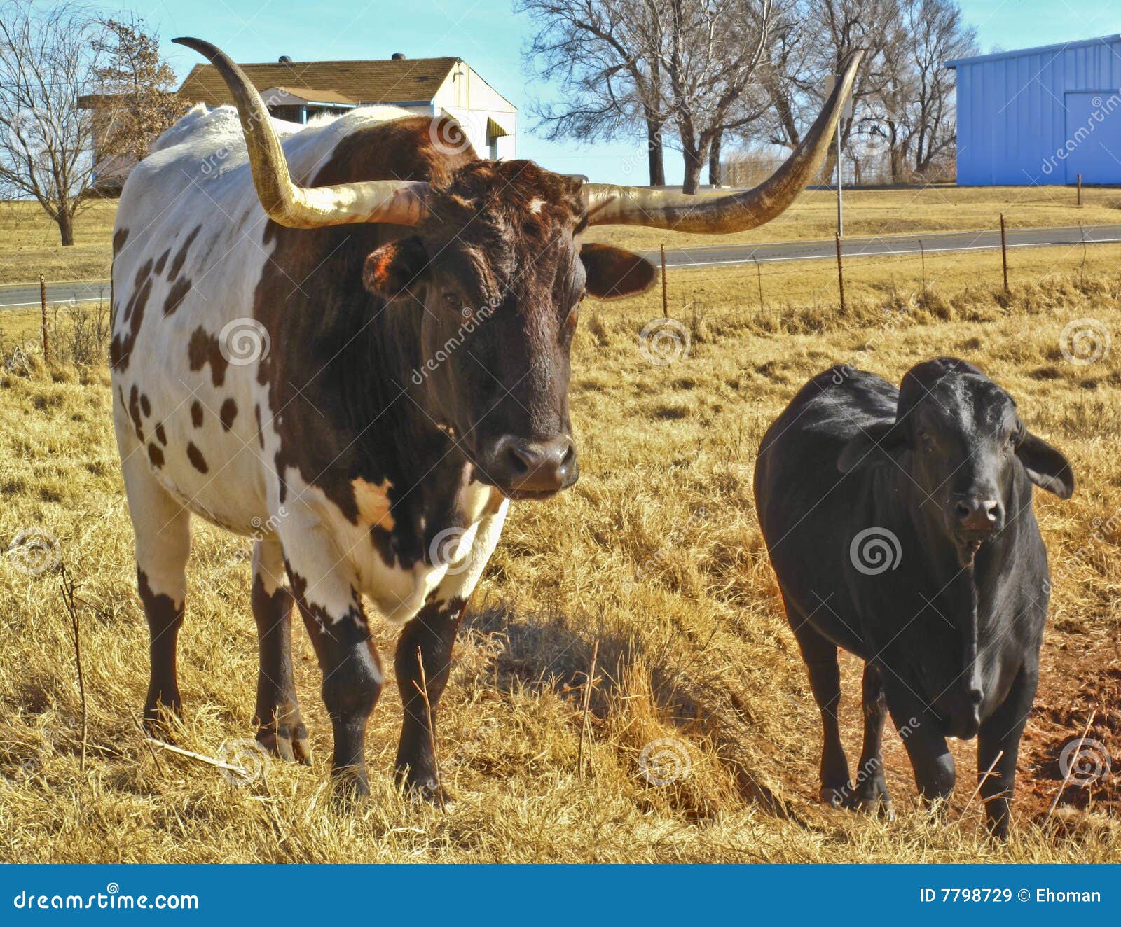 Longhorn and Black Angus stock image. Image of beef, cattle - 7798729