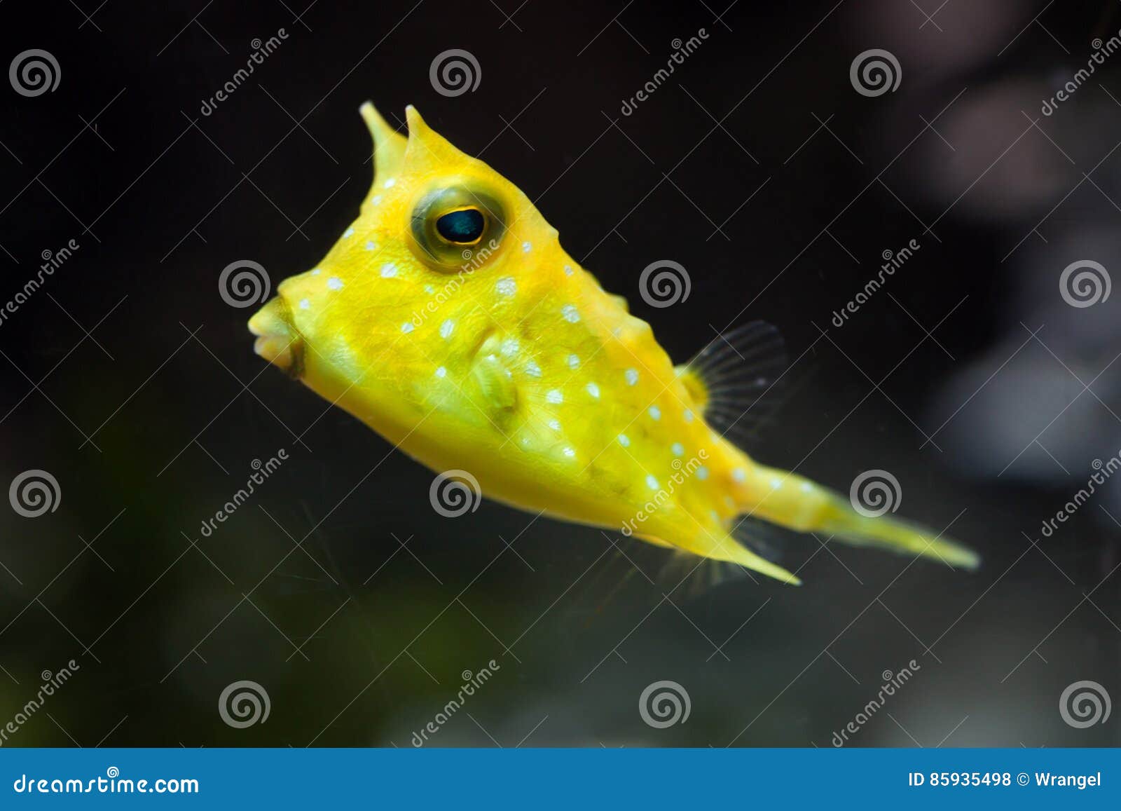 Longhorn Boxfish Lactoria Cornuta Stock Photo - Image of indian ...