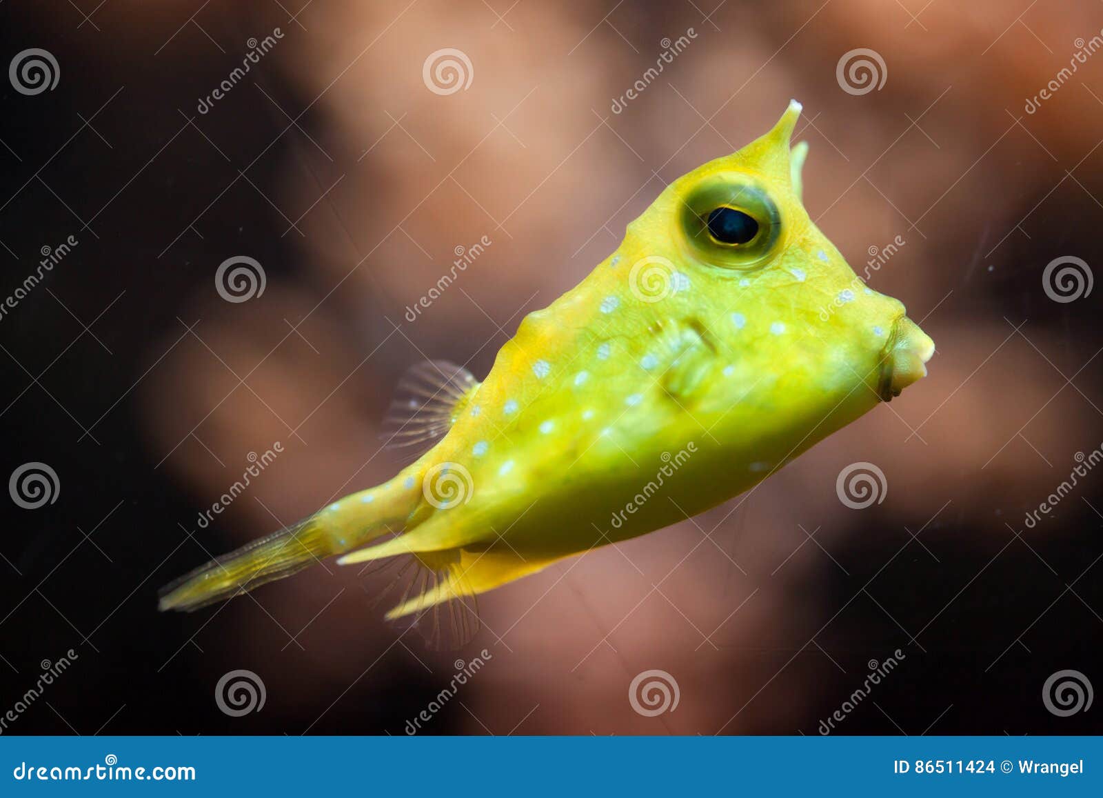 Longhorn Boxfish Lactoria Cornuta Stock Photo - Image of fauna ...