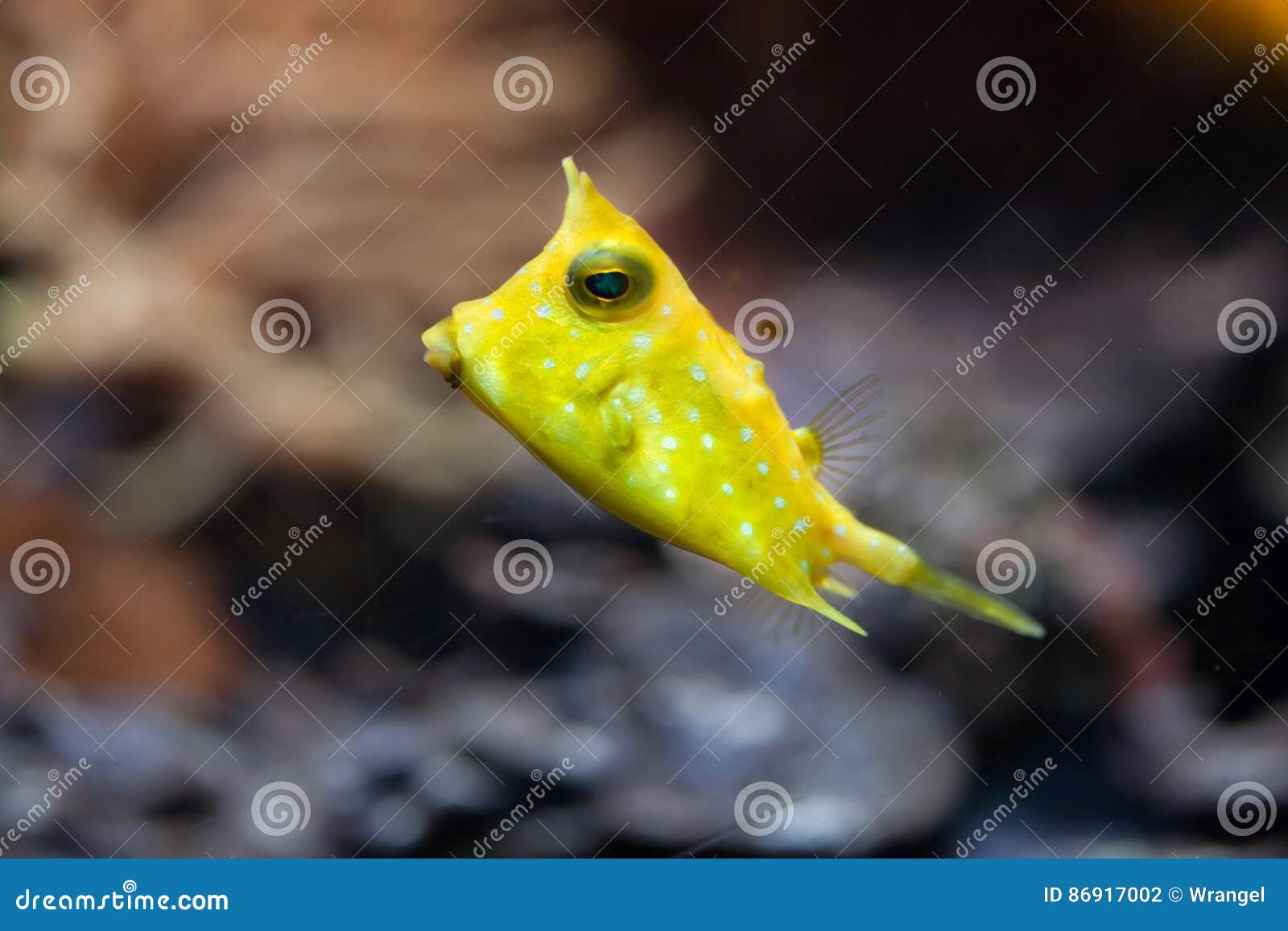 Longhorn Boxfish Lactoria Cornuta Stock Photo - Image of subtropical ...