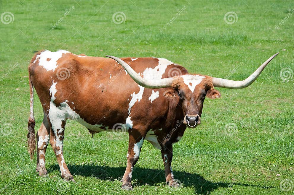 A longhorn bull stock photo. Image of graze, livestock - 10675750