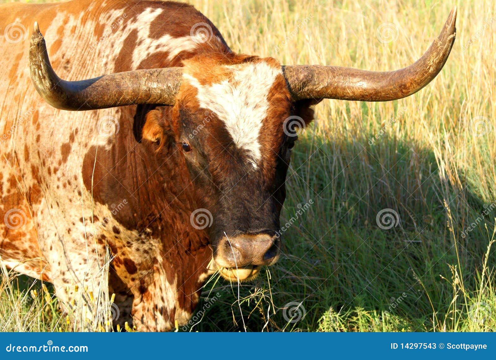 Longhorn bull stock image. Image of wildlife, bull, livestock - 14297543