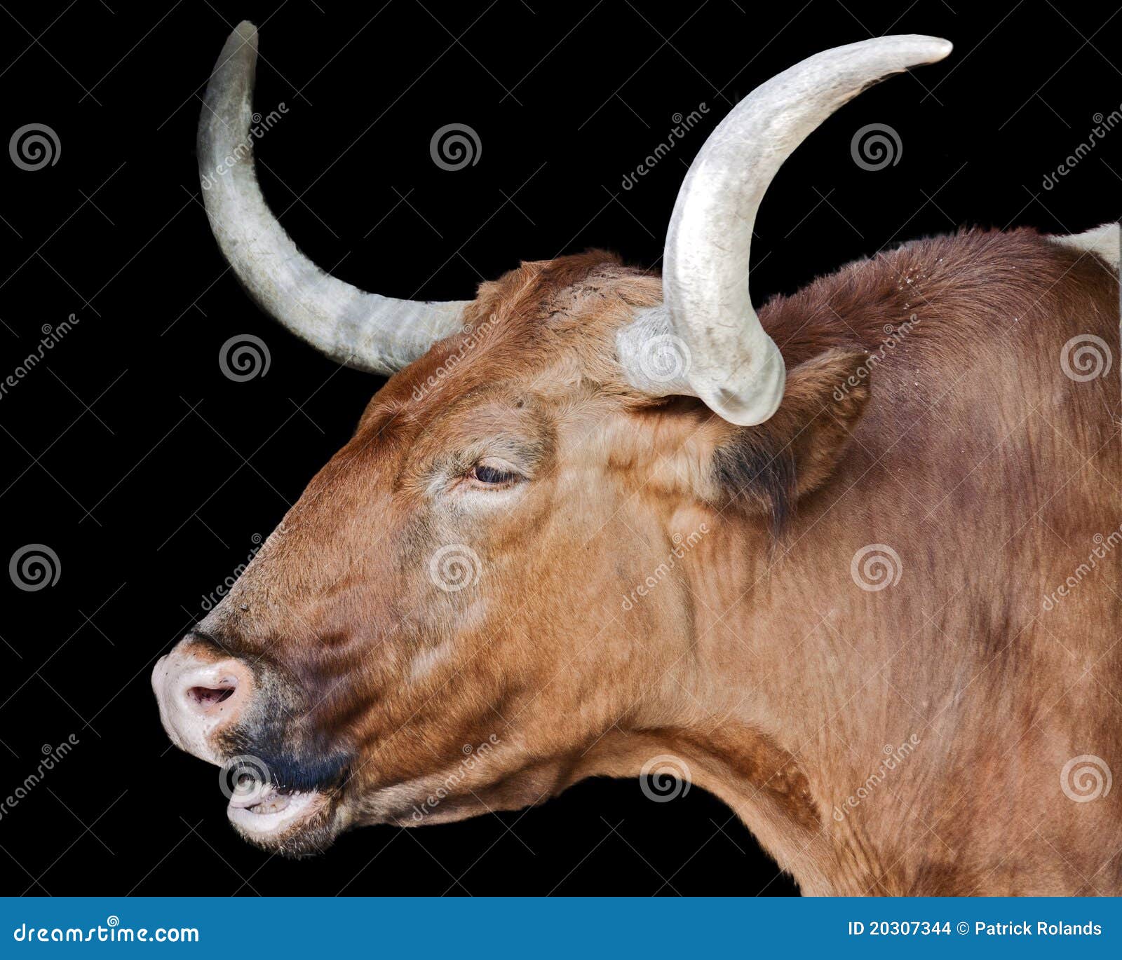 Longhorn bull stock photo. Image of horns, texas, profile - 20307344