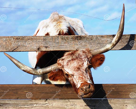 Longhorn Bull stock image. Image of brown, cattle, outdoor - 4018613