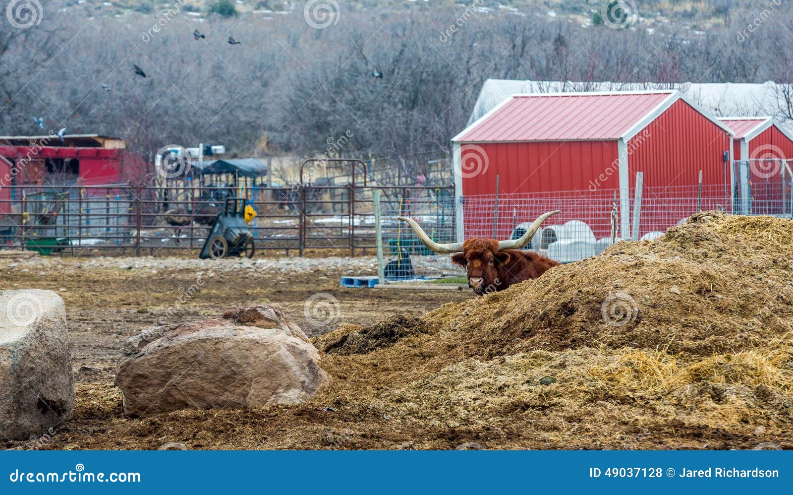 A Longhorn Bull on a Farm stock photo. Image of country - 49037128
