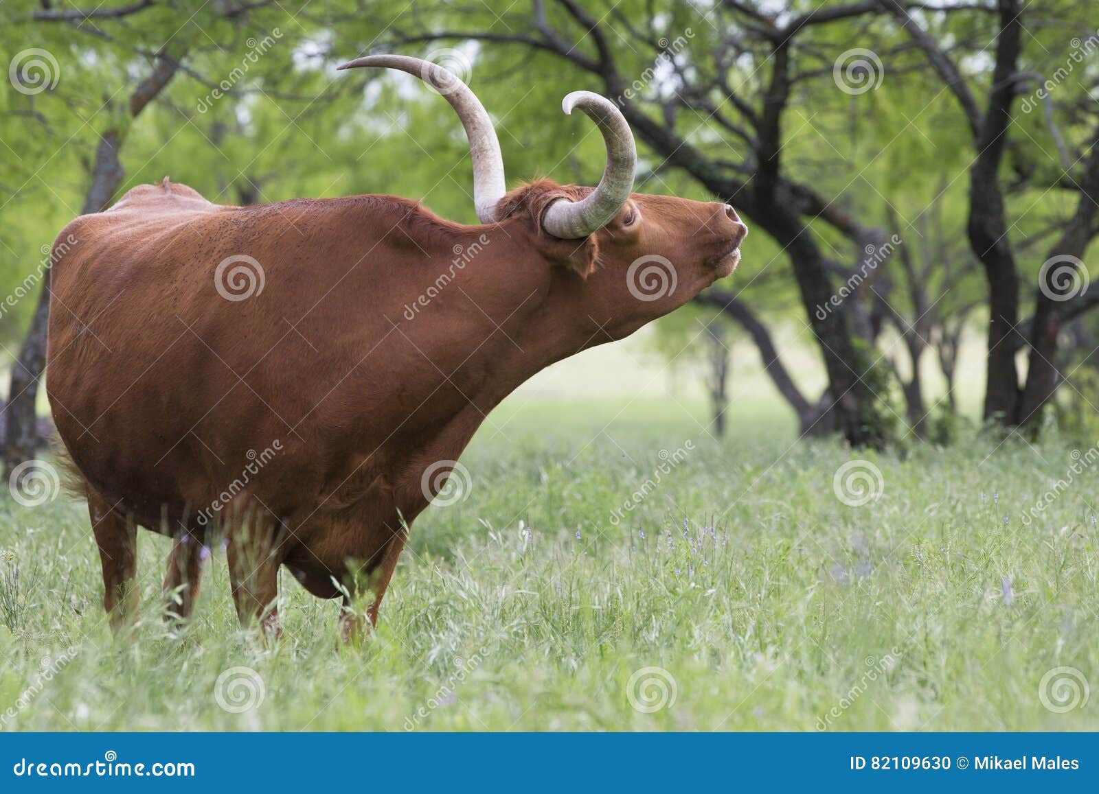 Longhorn bull mooing stock photo. Image of green, wild - 82109630