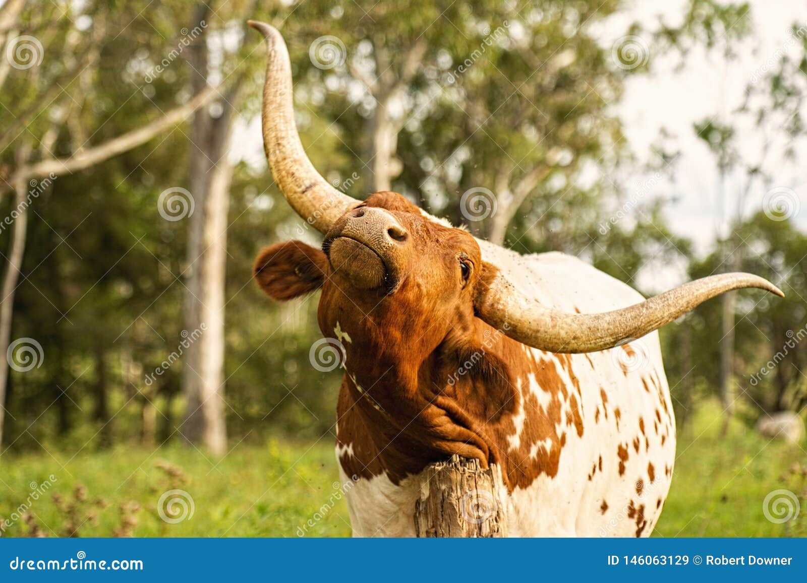 Longhorn Bull in the Paddock Stock Image - Image of beef, field: 146063129