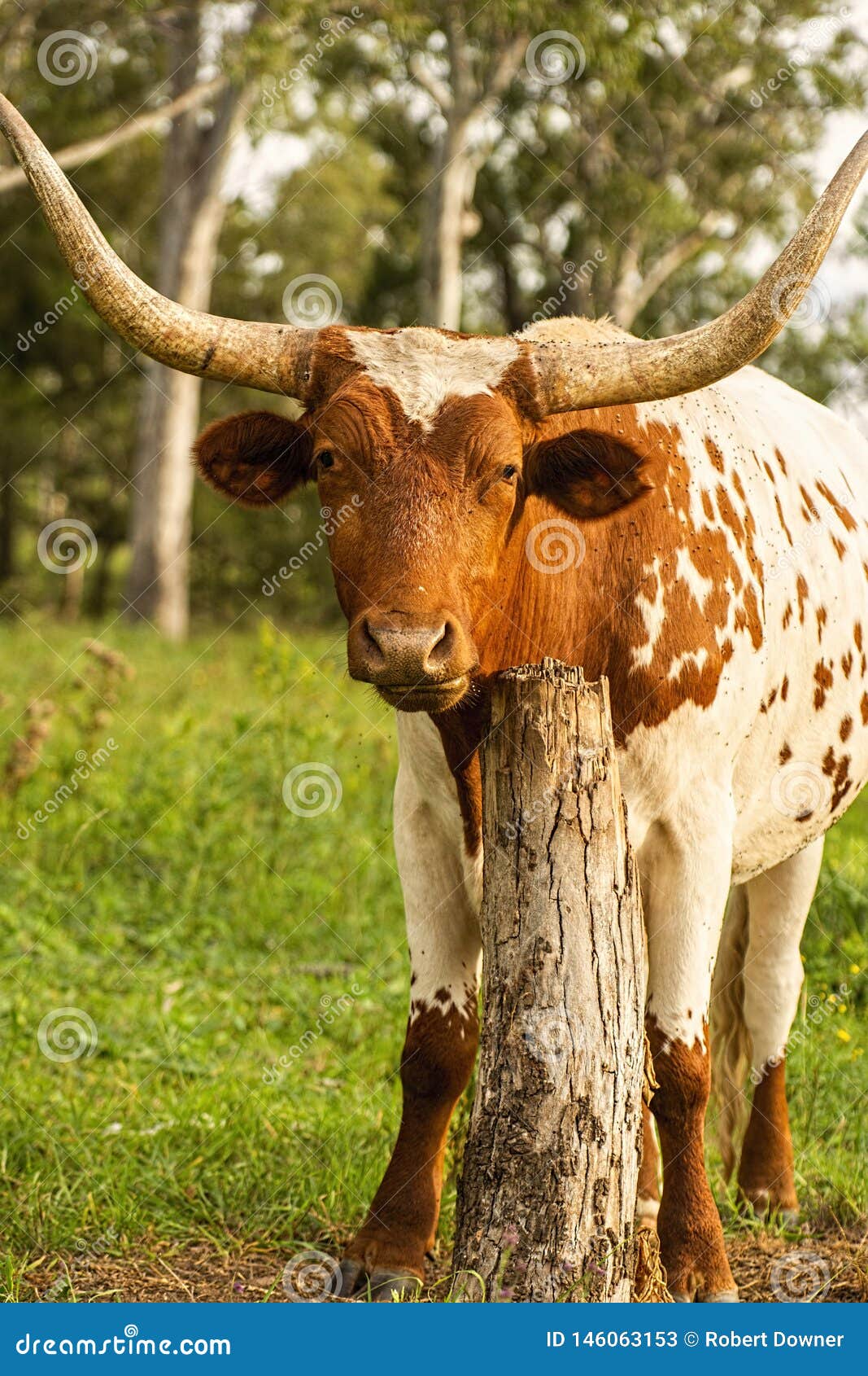 Longhorn Bull in the Paddock Stock Image - Image of graze, grazing ...