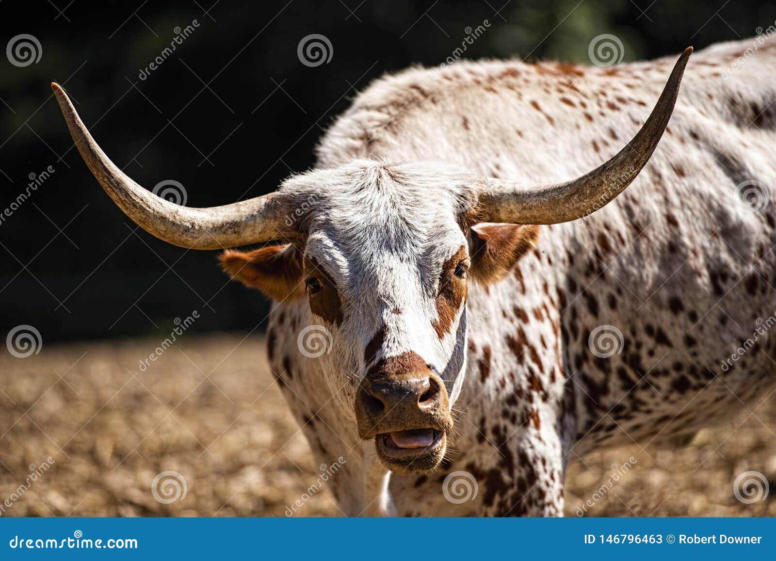 Longhorn Bull in the Paddock Stock Image - Image of meadow, grass ...
