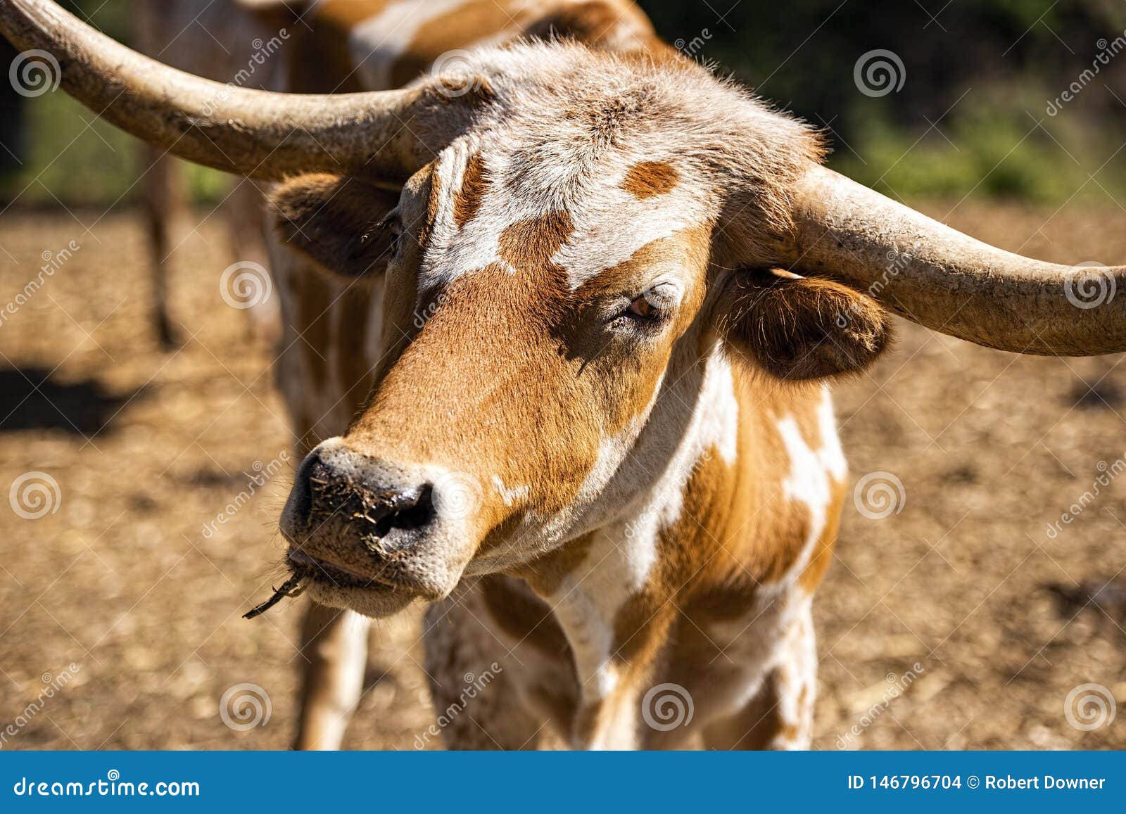 Longhorn Bull in the Paddock Stock Photo - Image of grazing ...