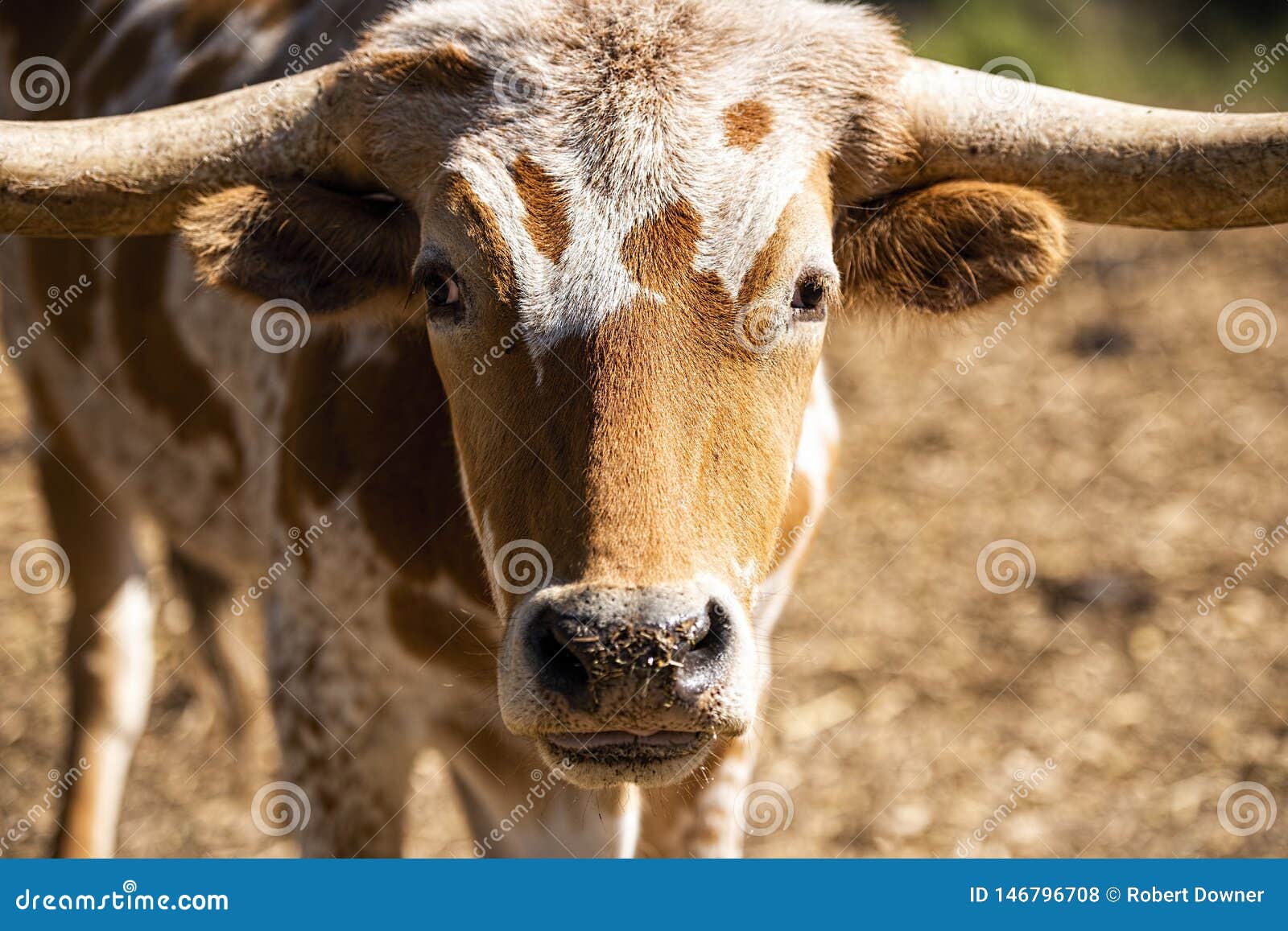 Longhorn Bull in the Paddock Stock Photo - Image of farm, mammal: 146796708