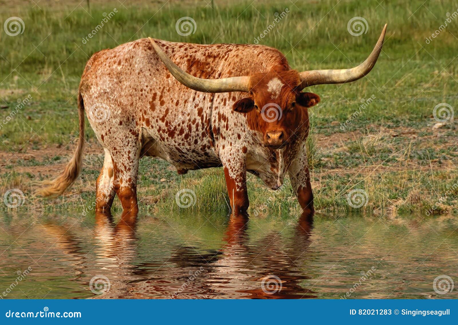 A Longhorn Steer Stops by To Drink Stock Image - Image of farmer ...