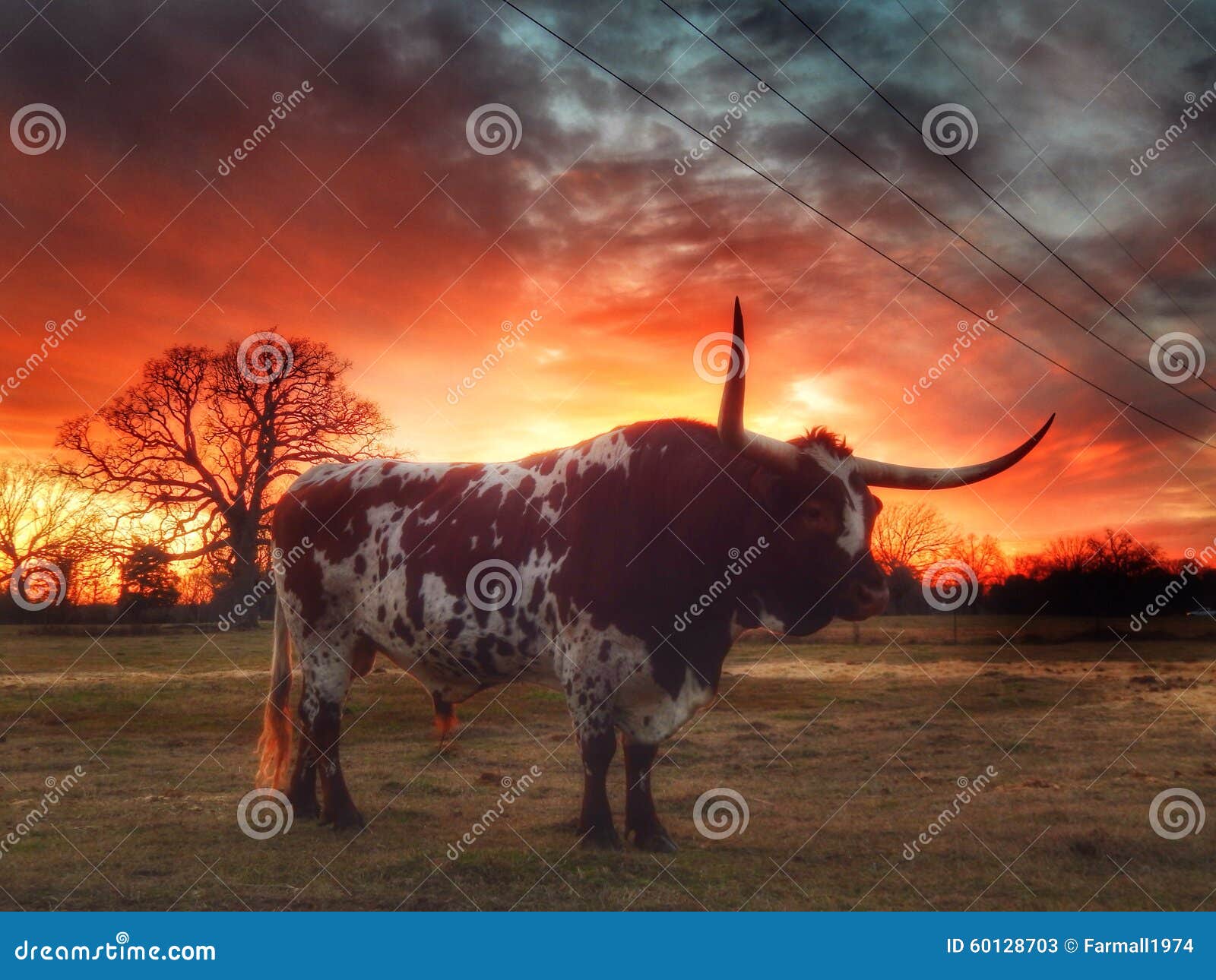 Longhorn stock image. Image of sunset, horns, ranch, country - 60128703