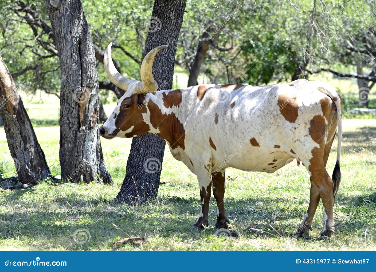 Longhorn Bull on Texas Ranch Stock Image - Image of horns, beef: 43315977