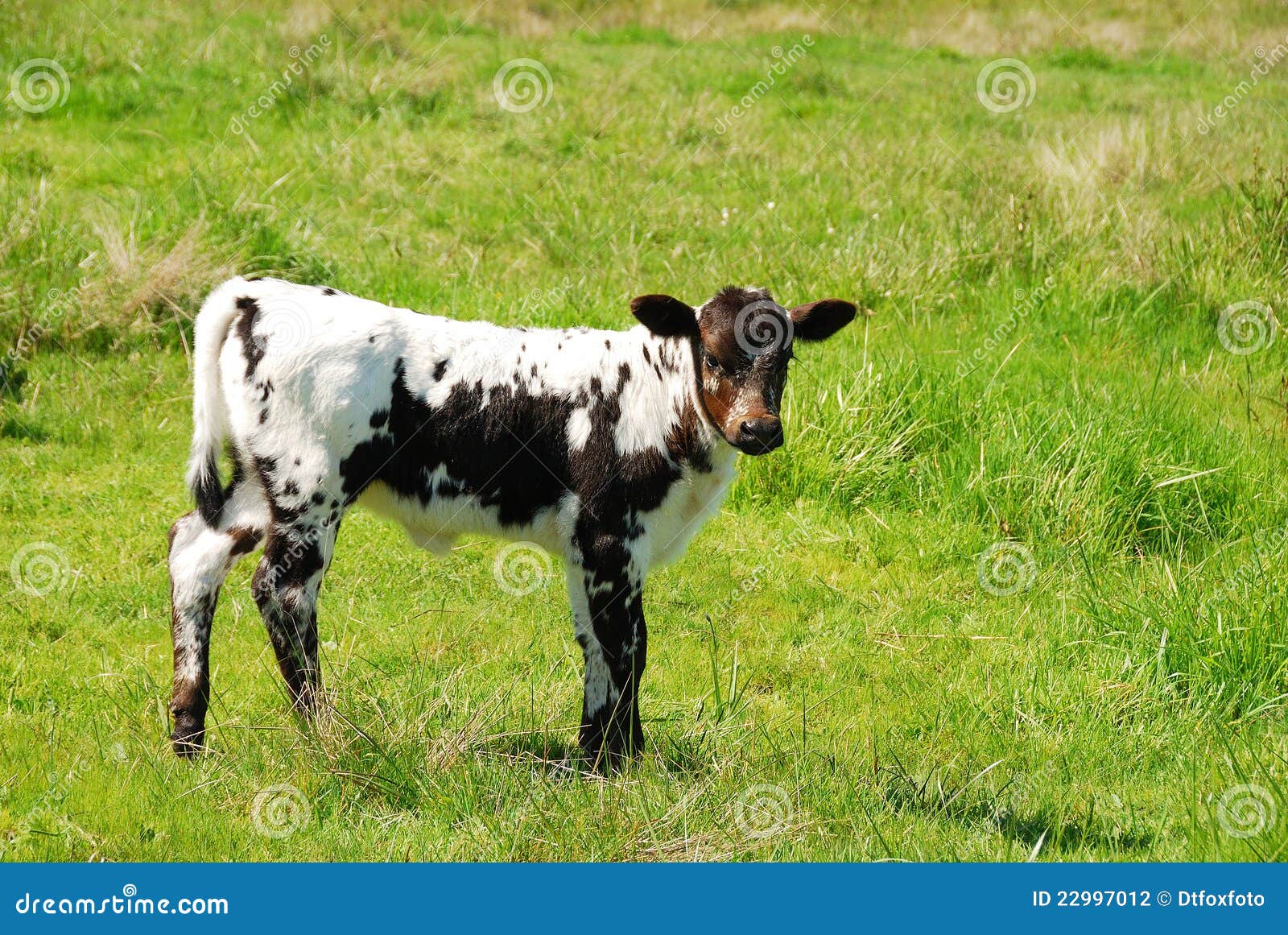 Longhorn Calf stock photo. Image of grass, texas, grazing - 22997012